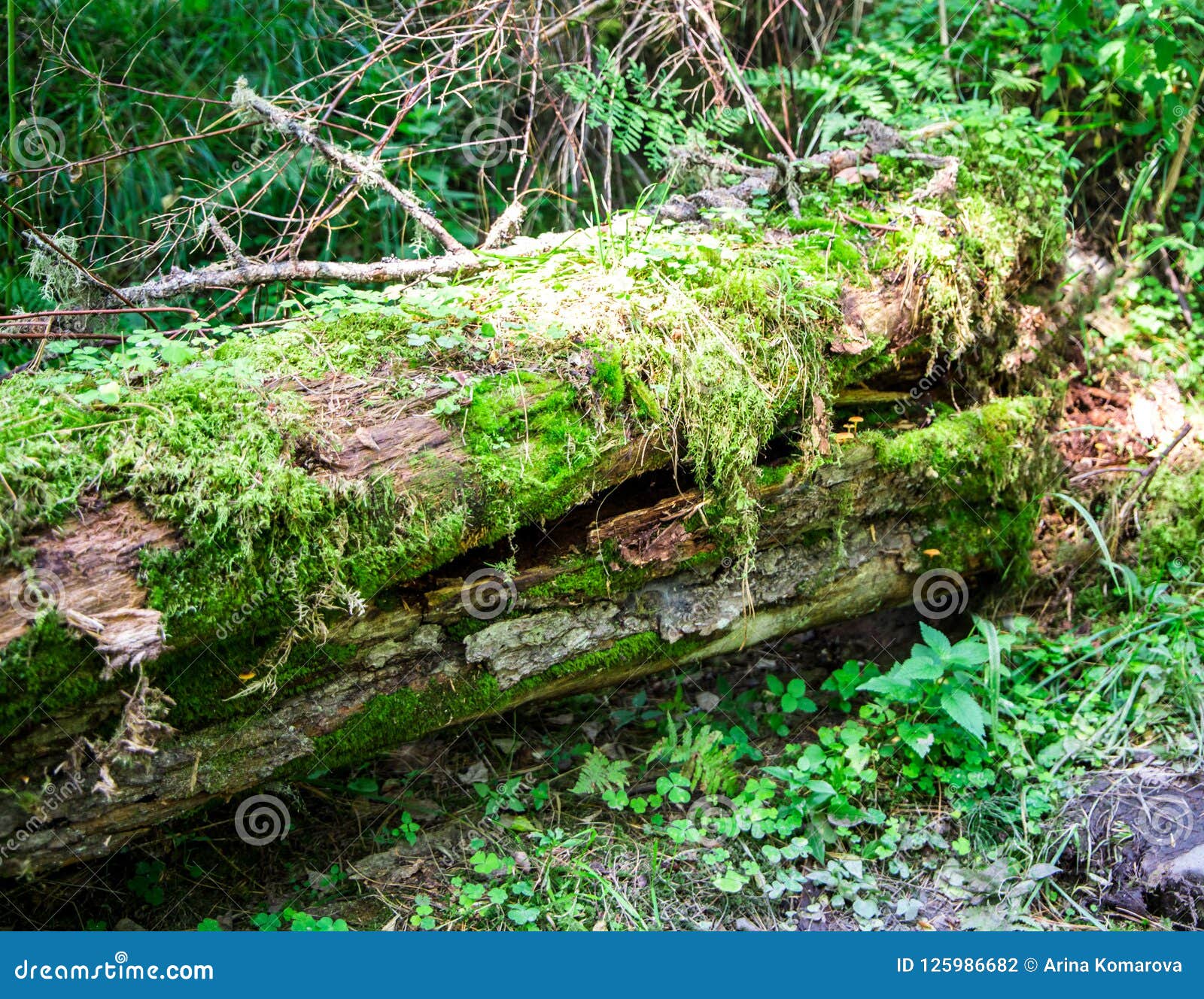Dead Broken Tree in a Forest, Moss and Herb Wrapped Stock Photo - Image ...