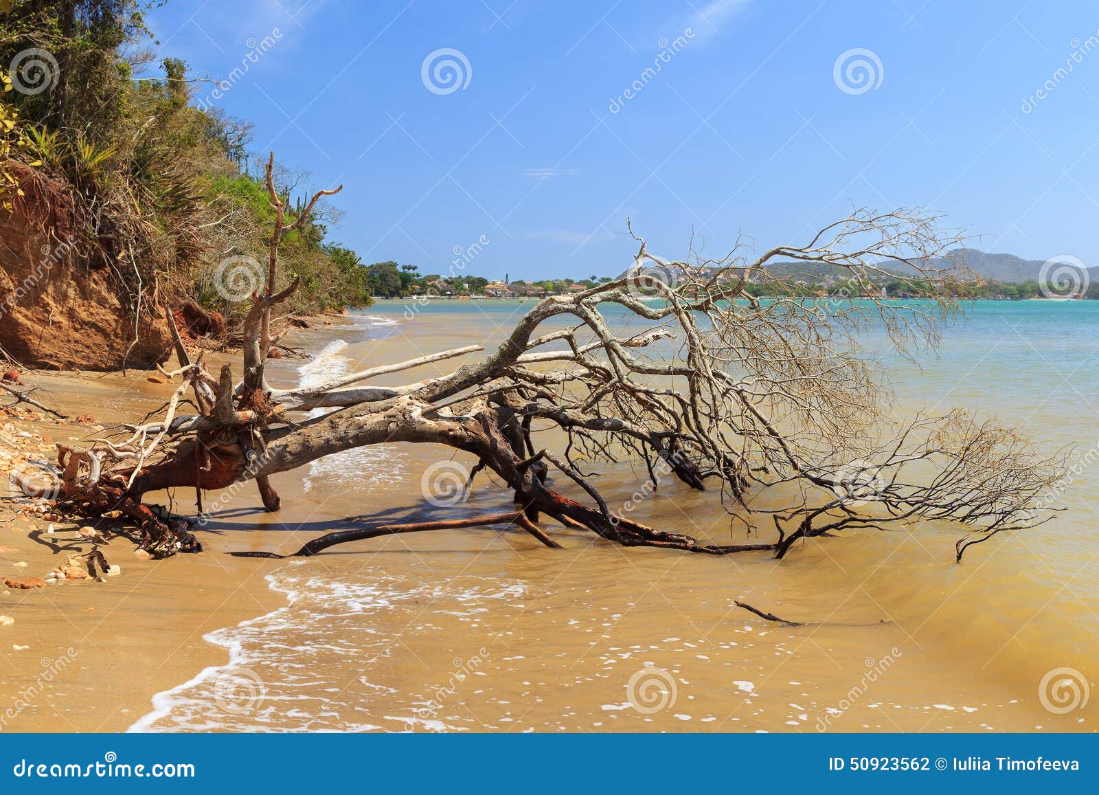 Dead Broken Tree in Sea after Storm, Hurricane Stock Photo - Image of ...