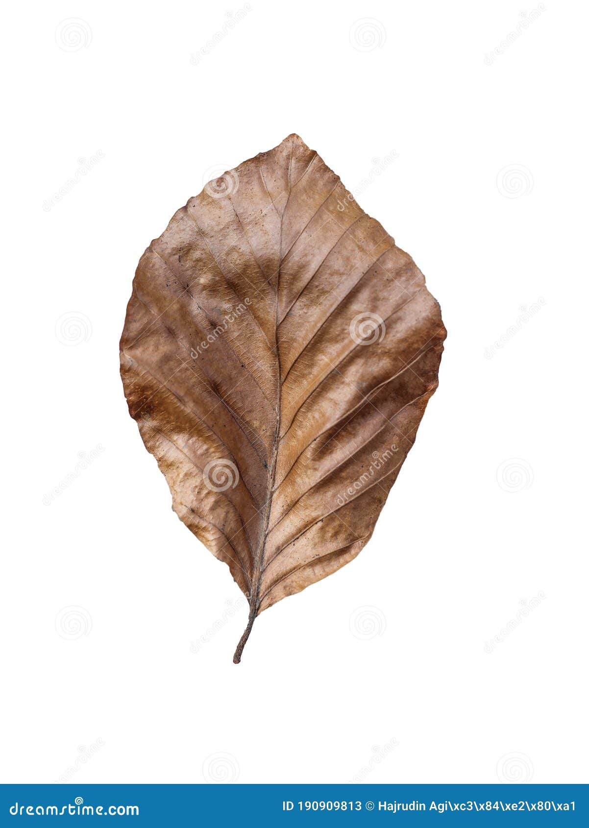 Dry Leaf Pictures