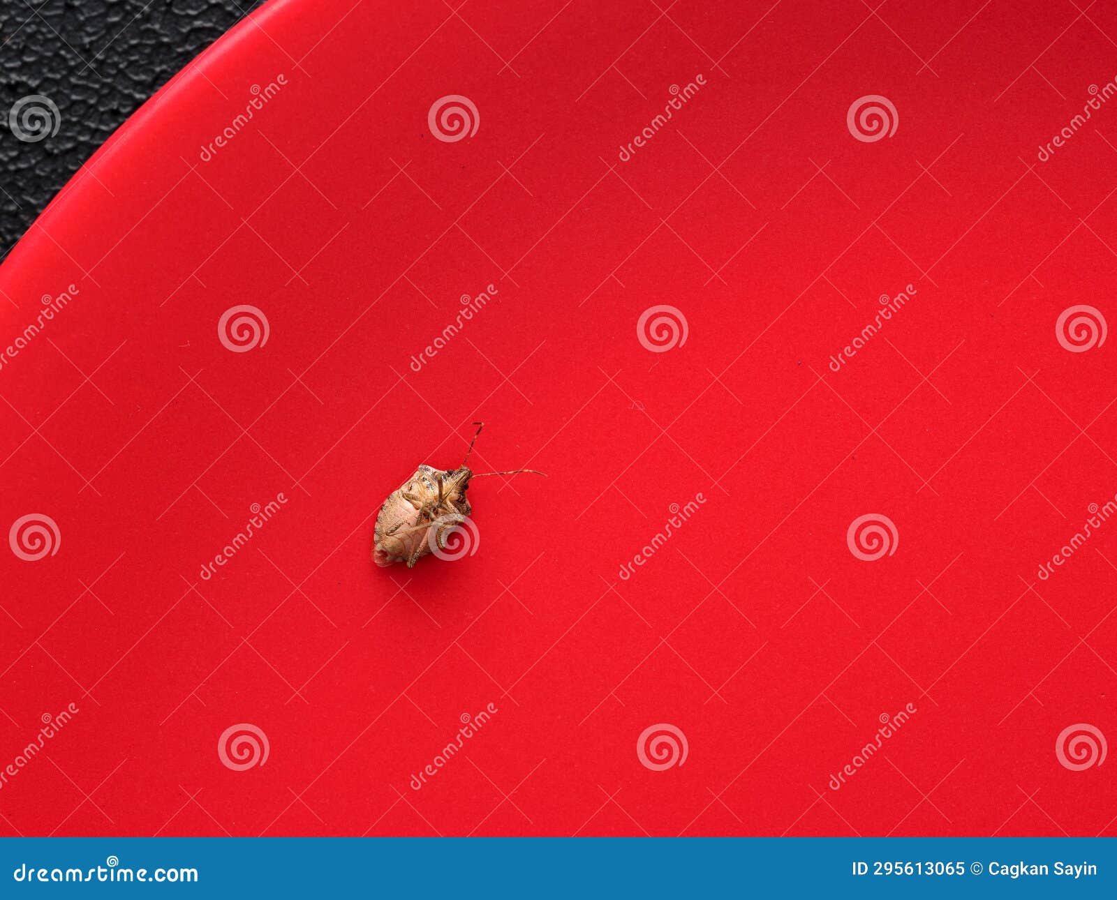 Dead Brown Marmorated Stink Bug on a Red Plate Stock Image - Image of ...