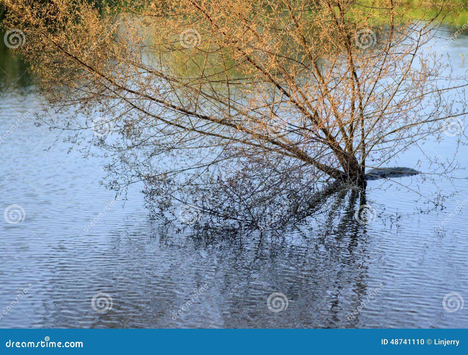 Dead brown plant stock photo. Image of branch, liquid - 48741110