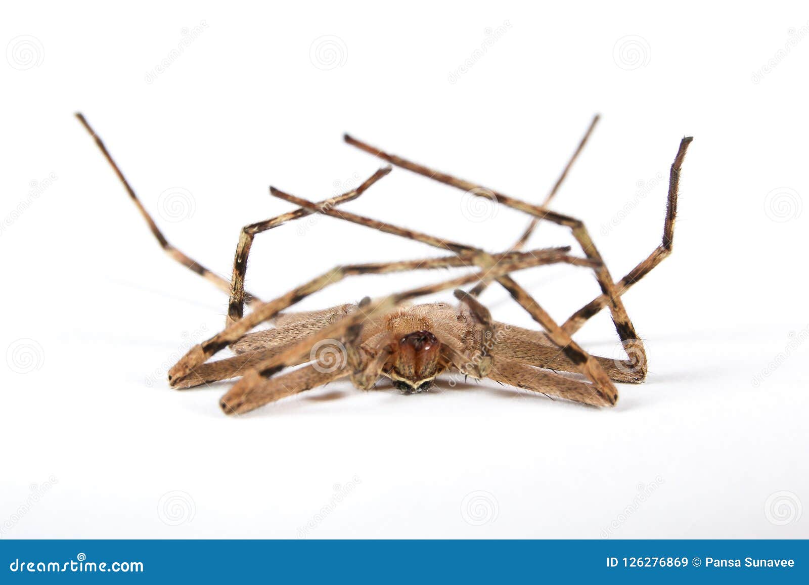 Dead Brown Spider stock image. Image of horror, predator - 126276869