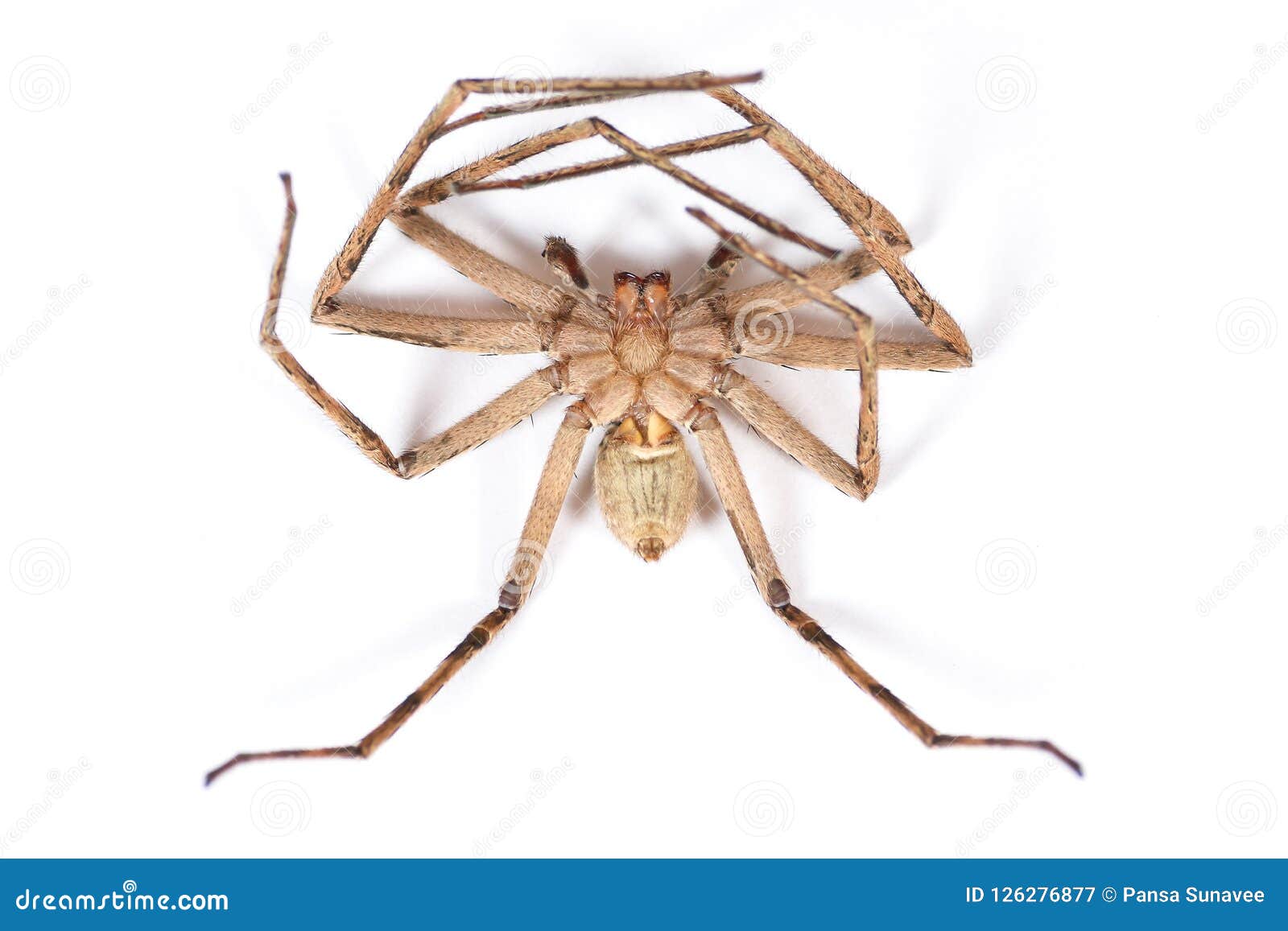 Dead Brown Spider stock image. Image of background, horror - 126276877