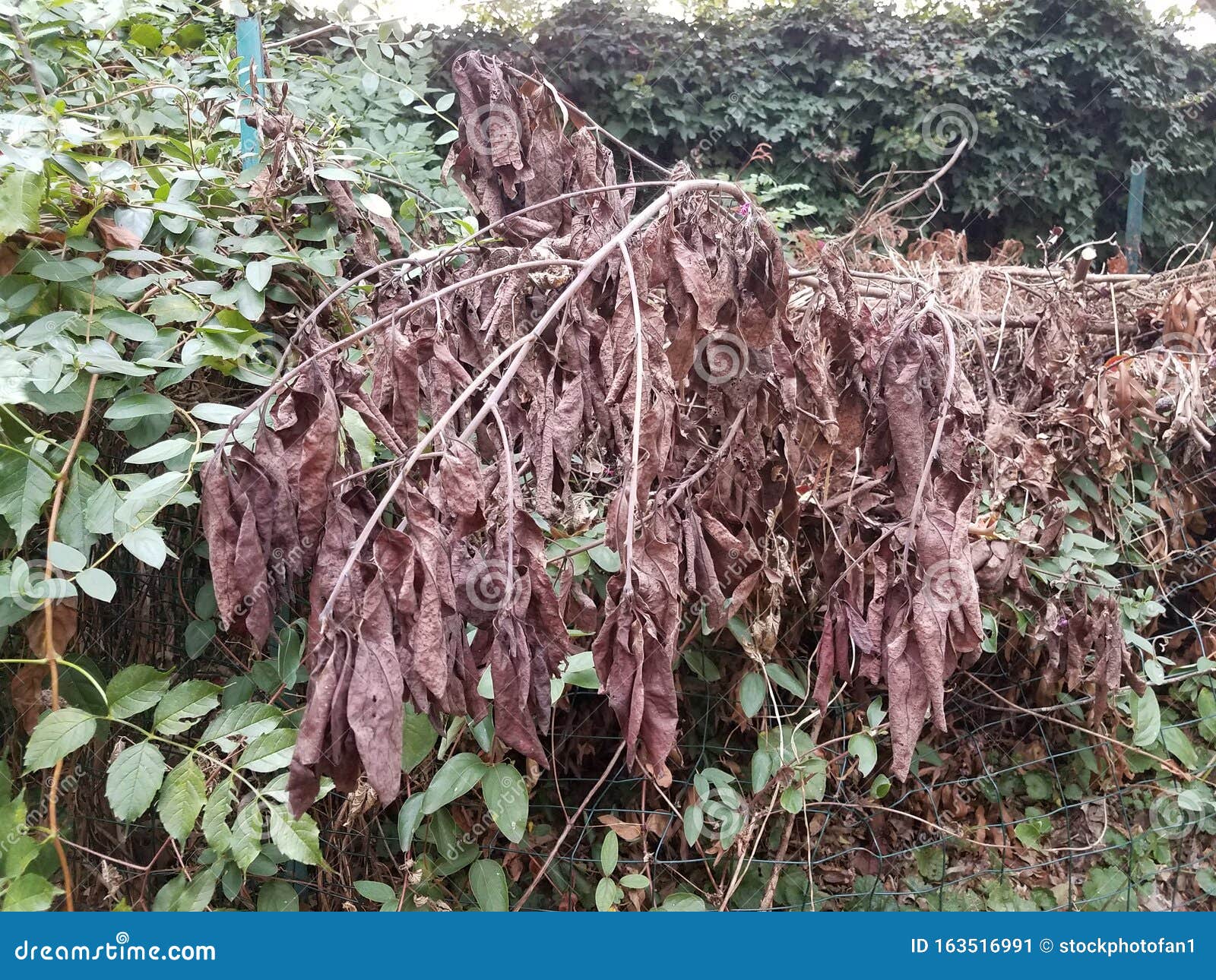 Dead Brown Tree Leaves in Compost Pile with Vegetation Stock Image ...