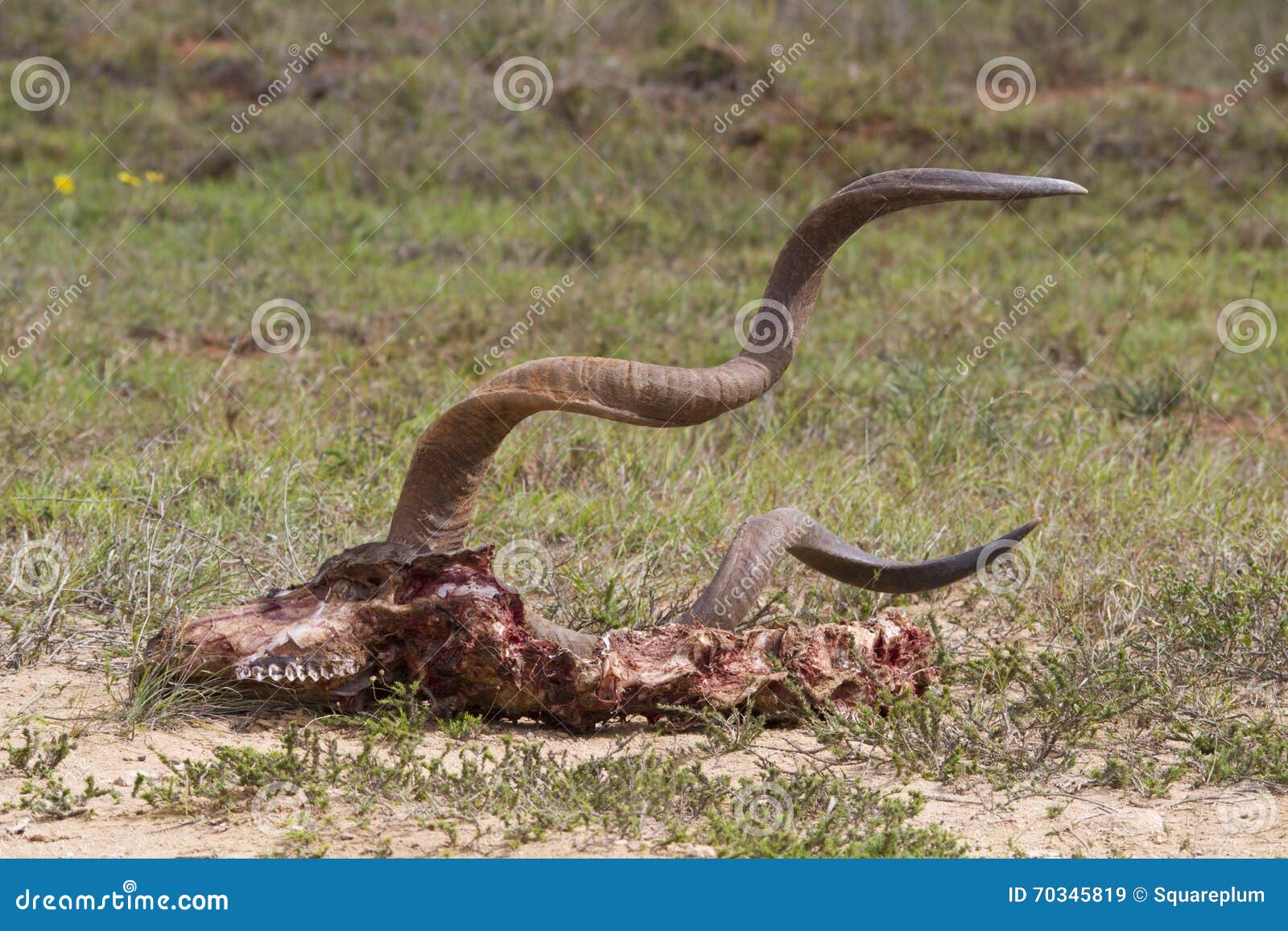 Dead buck stock image. Image of horns, park, wilderness - 70345819