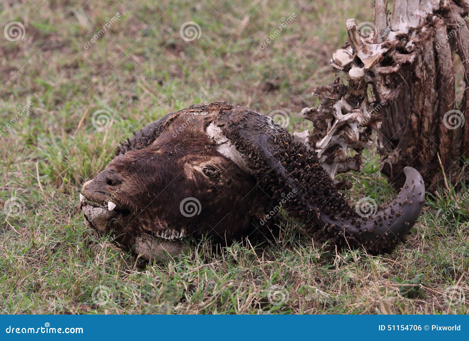 Dead Buffalo stock photo. Image of buffalo, africa, african - 51154706