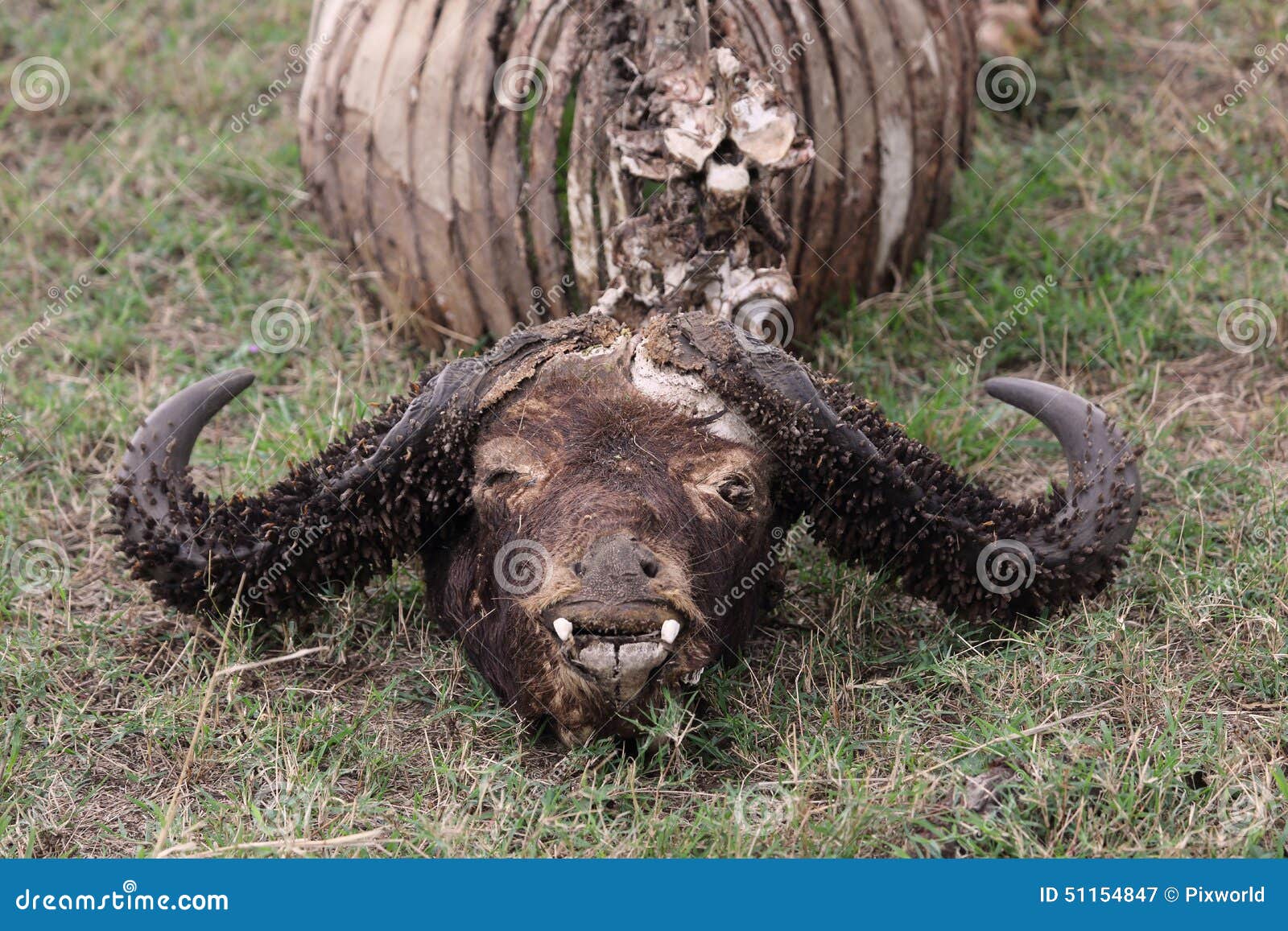 Dead Buffalo stock image. Image of serengeti, baby, buffalo - 51154847