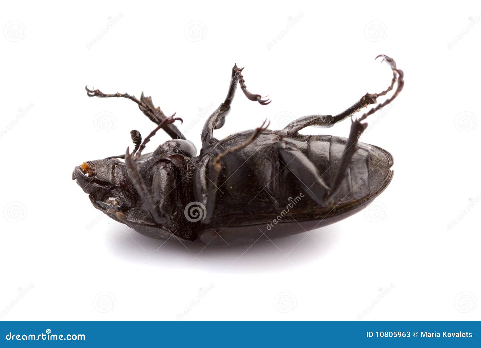 Dead bug stock image. Image of death, black, dead, unhygienic - 10805963