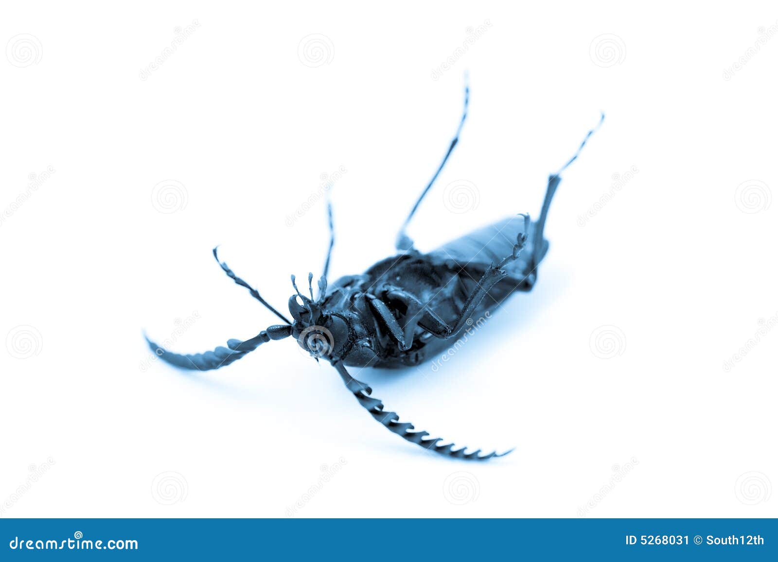Dead Bug Blues stock image. Image of california, insects - 5268031