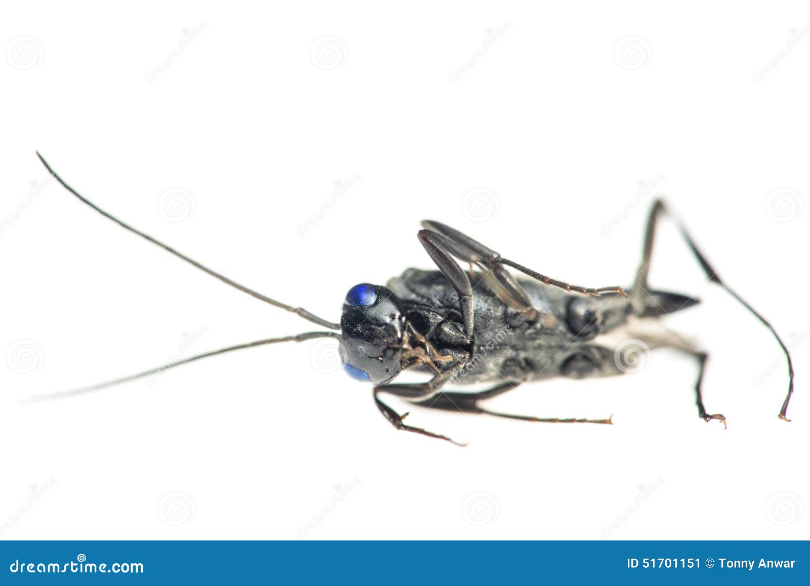 Dead Bug stock image. Image of dead, black, ensign, white - 51701151