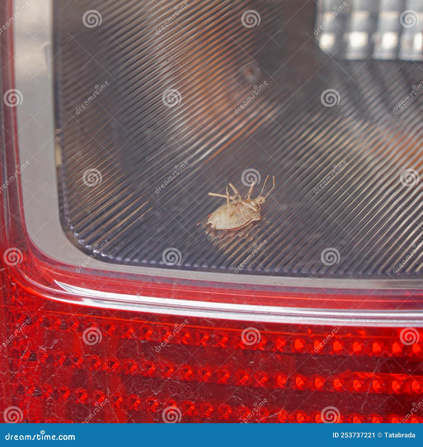 Dead bug in lights stock image. Image of clear, glass - 253737221