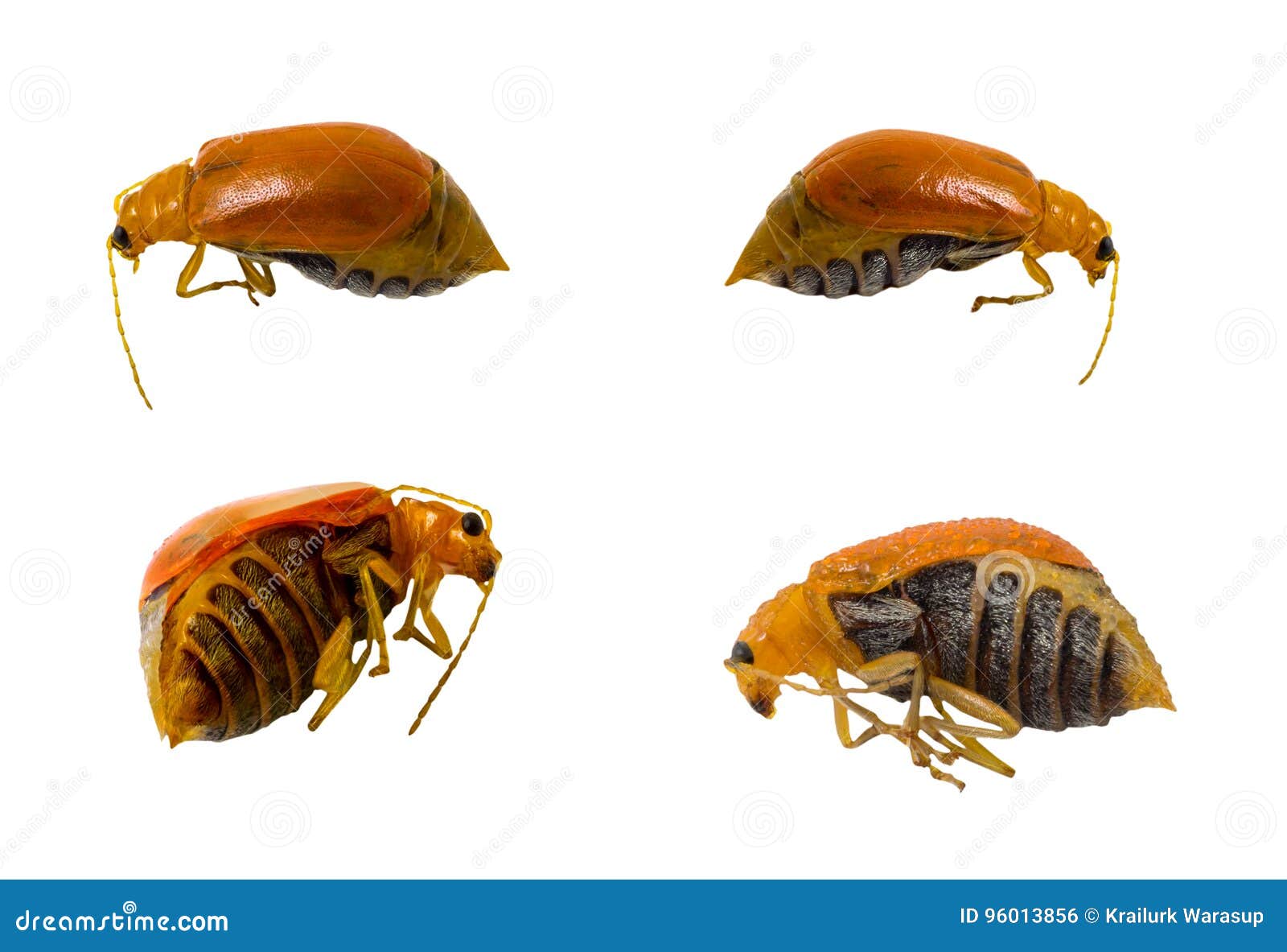 Dead bug stock photo. Image of white, infestation, small - 96013856