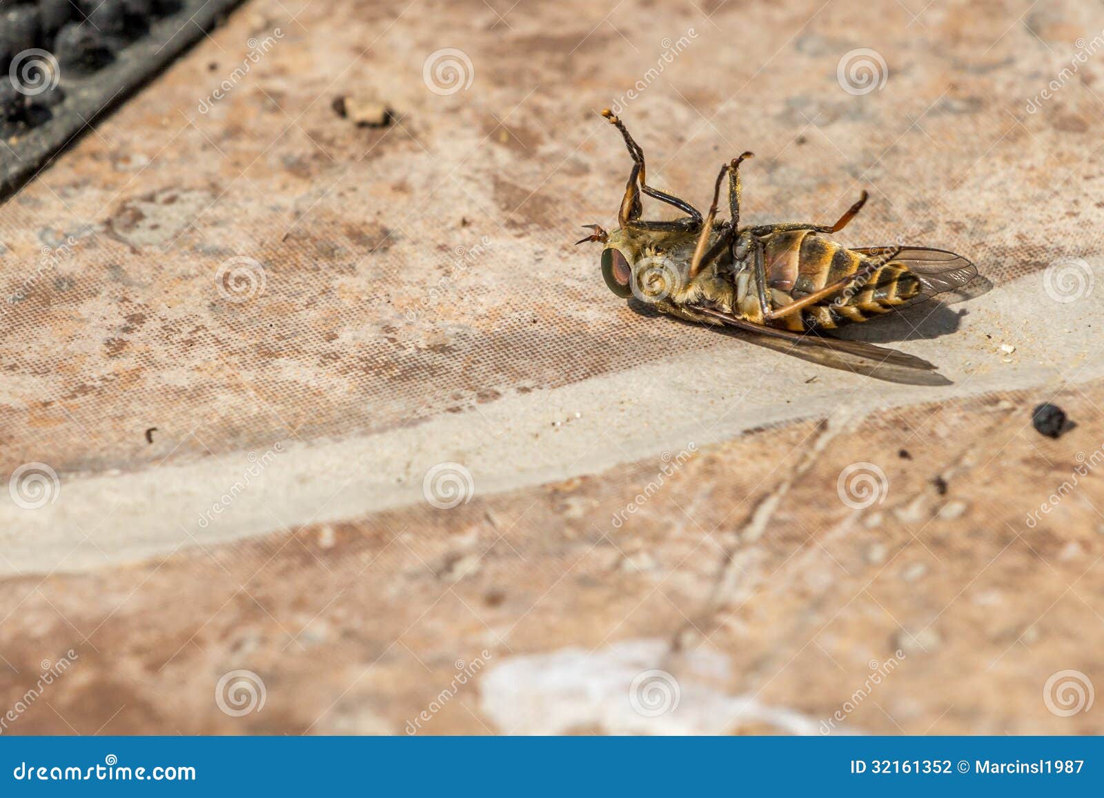 Dead bug stock photo. Image of filth, animals, tile, hotel - 32161352