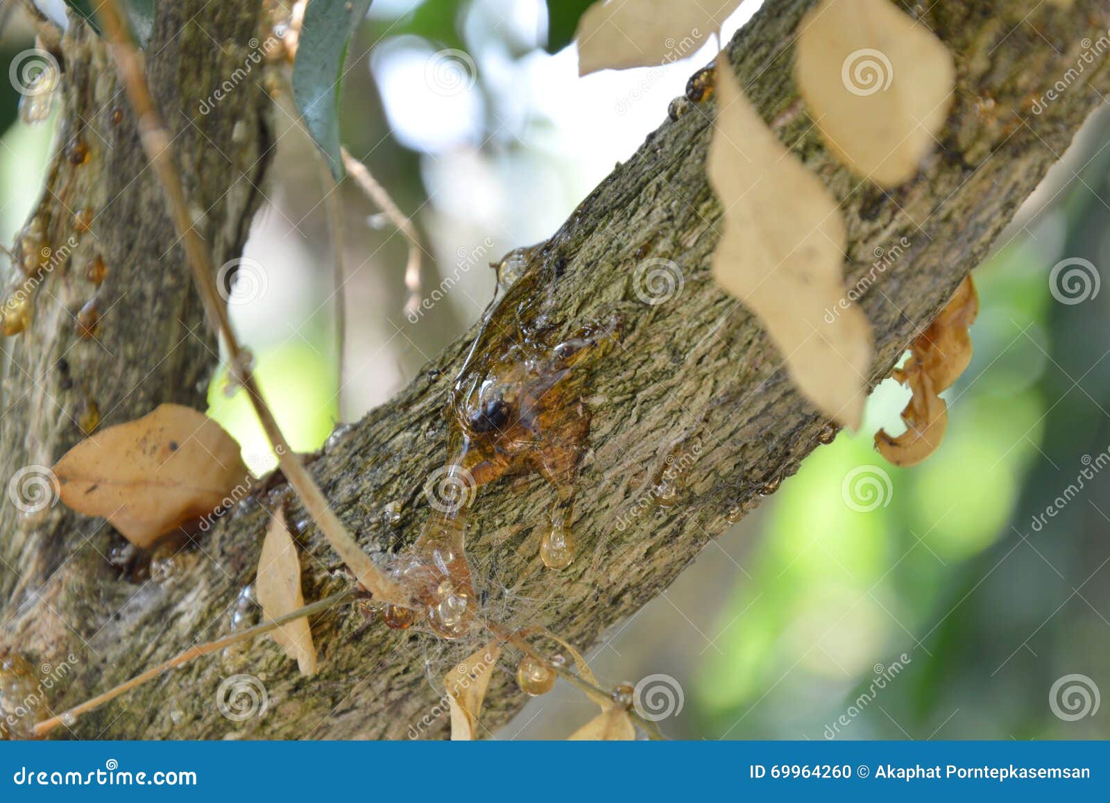 Dead Bug Gum Tree Photos - Free & Royalty-Free Stock Photos from Dreamstime