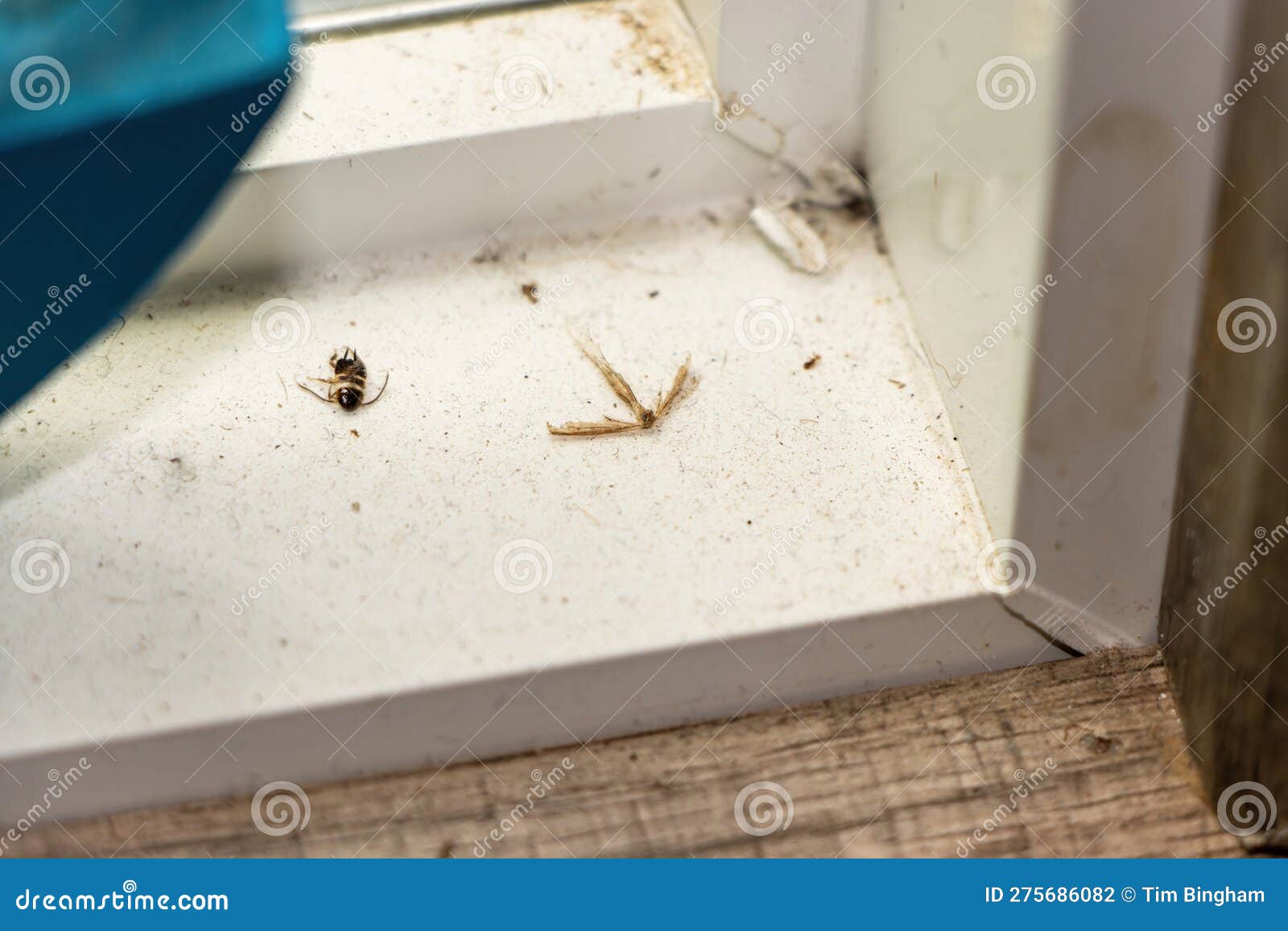 Dead Bugs on the Window Edge with Dirt Stock Photo - Image of leaf ...