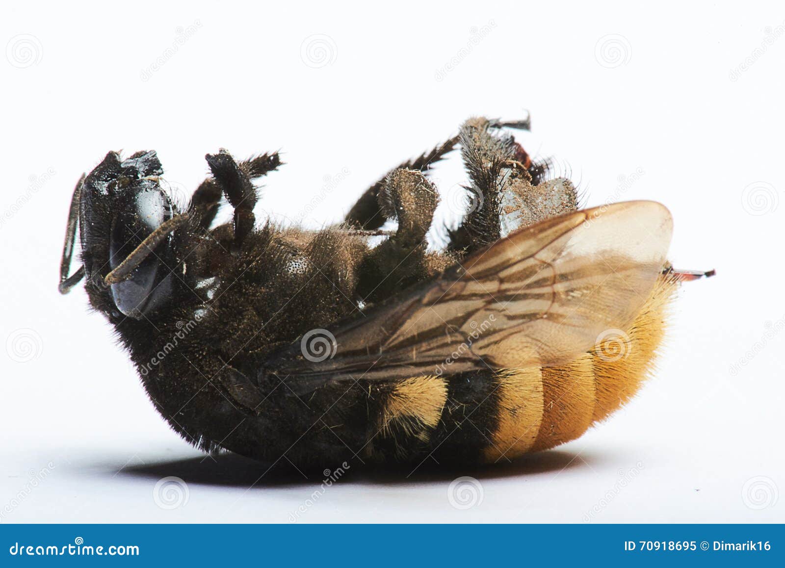 Dead bumble bee stock image. Image of small, stinger - 70918695