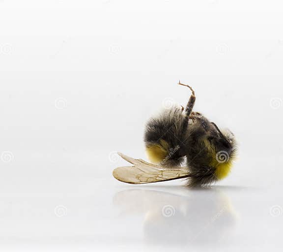 Dead bumble bee stock photo. Image of insect, animal - 59044904