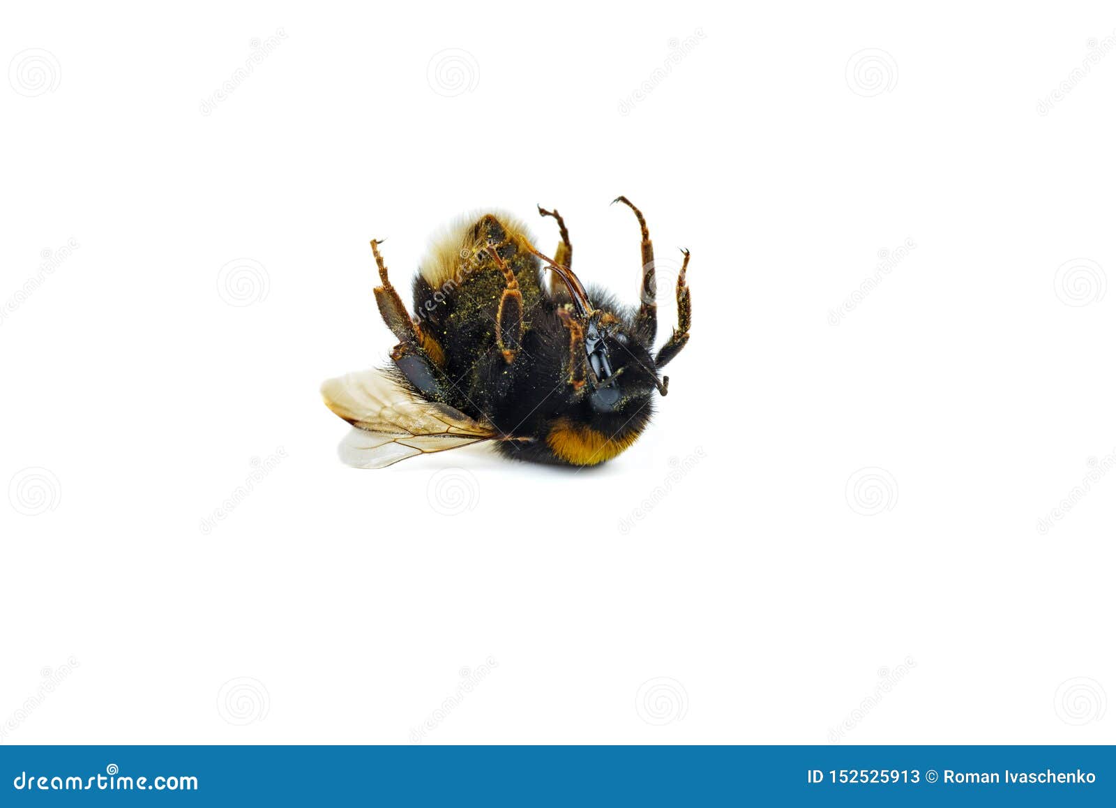 Dead Bumblebee Isolated on White Stock Image - Image of insect ...