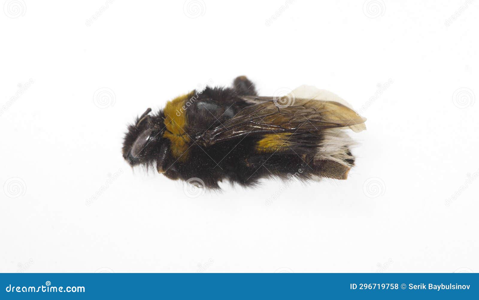 Dead Bumblebee Isolated on White Stock Photo - Image of fuzzy, wildlife ...