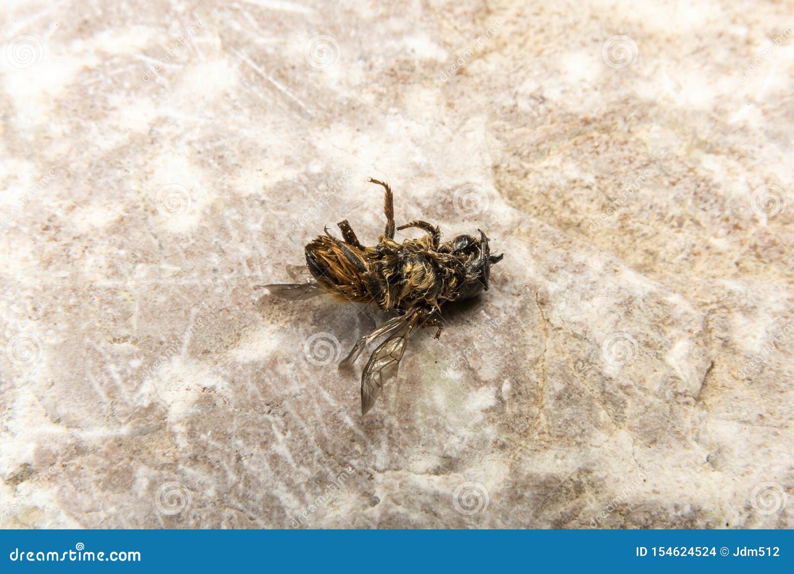 Dead Bumblebee on Stone Background, Fallen Headlong Stock Photo - Image ...