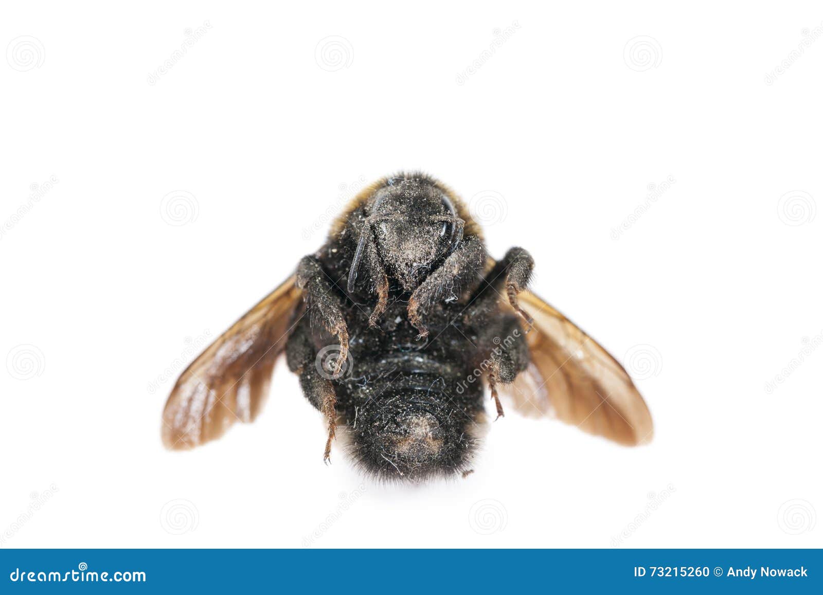 Dead Bumblebee on White Bottom Stock Photo - Image of bombus, yellow ...