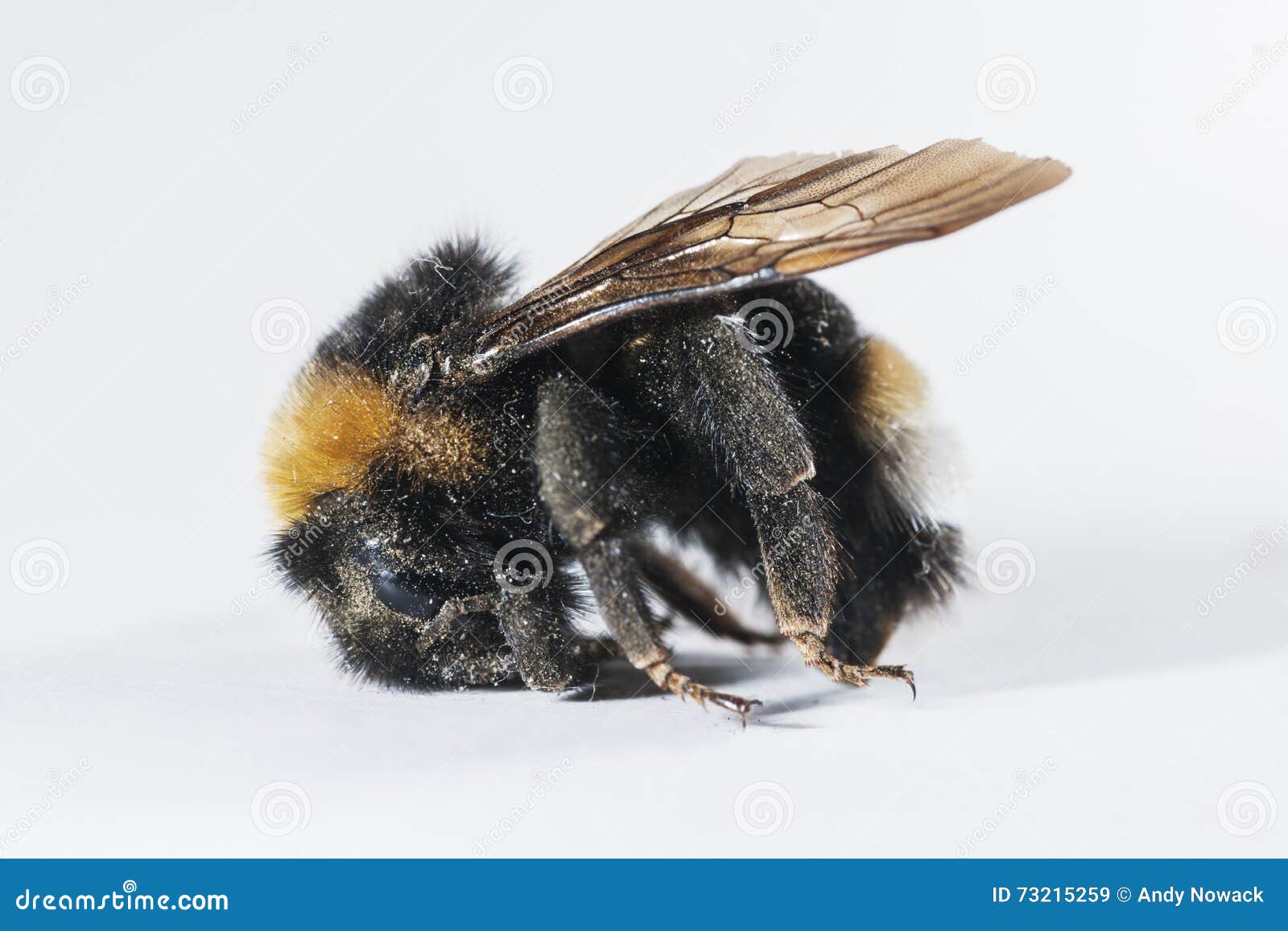 Dead Bumblebee on White Bottom Side Stock Image - Image of side, yellow ...