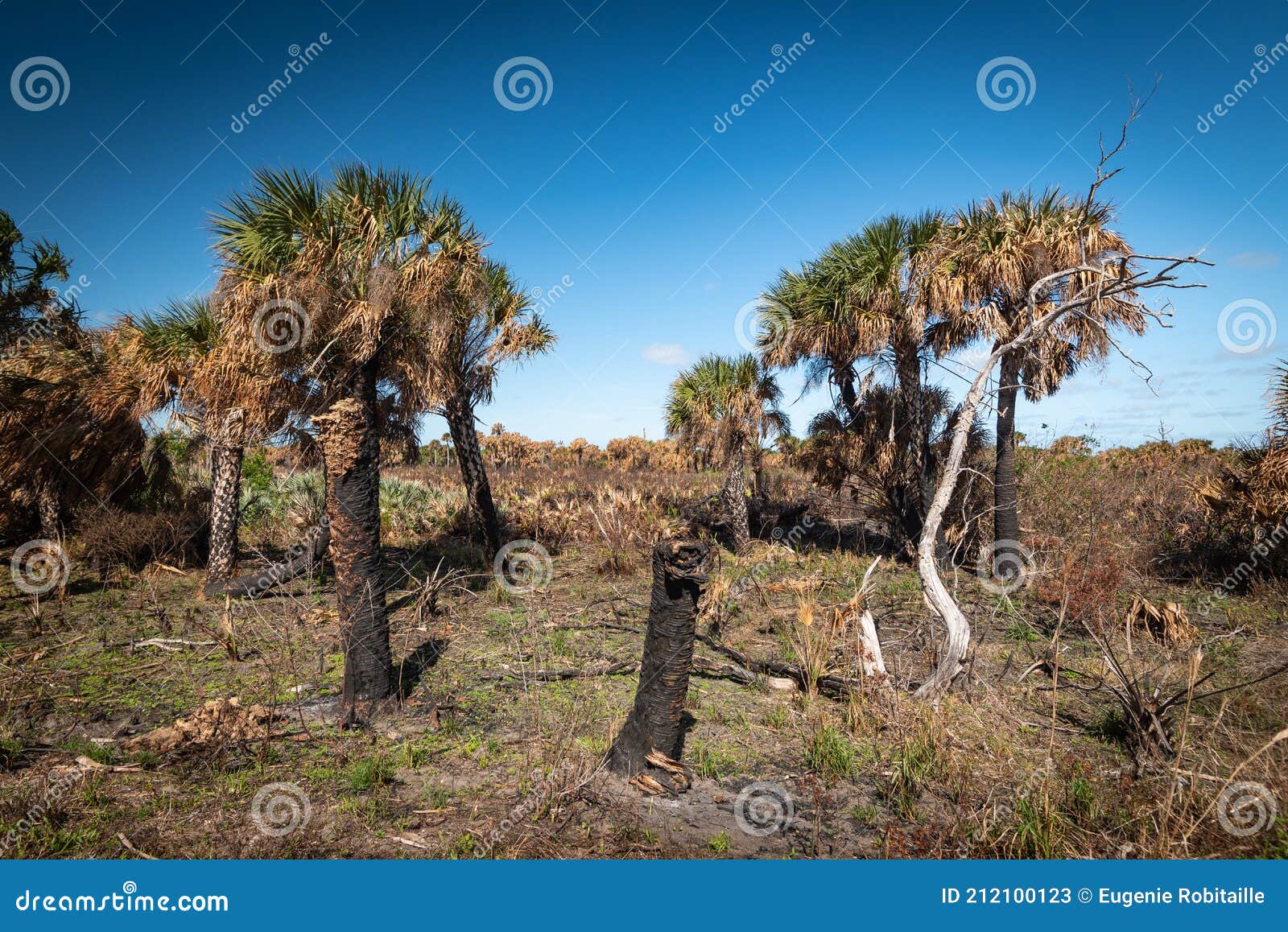 Dead burned trees in park stock image. Image of area - 212100123