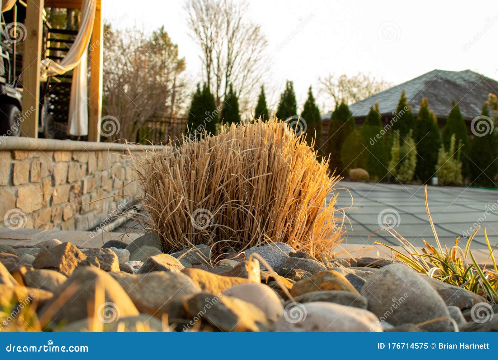 A Dead Bush in a Backyard stock image. Image of outdoors - 176714575