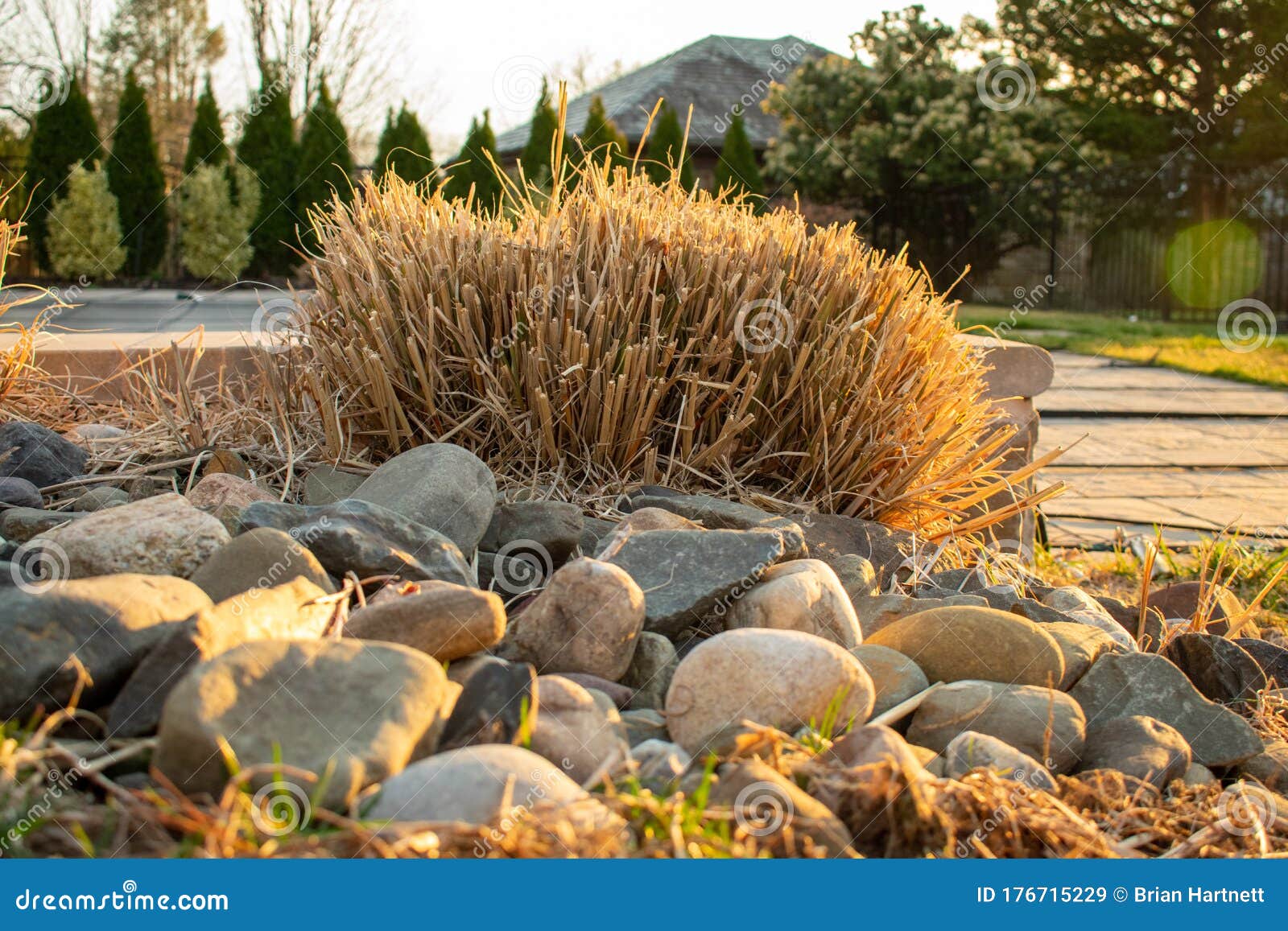 A Dead Bush in a Backyard stock image. Image of trees - 176715229