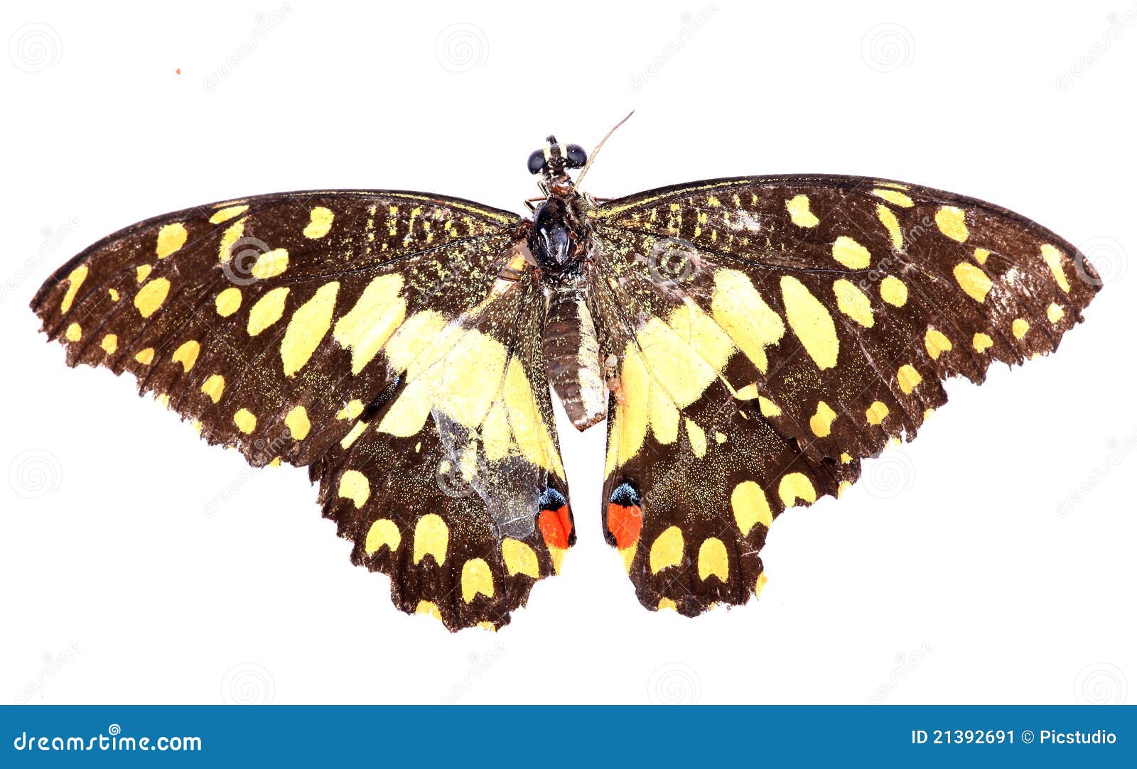 Dead Butterfly Stock Image - Image: 21392691