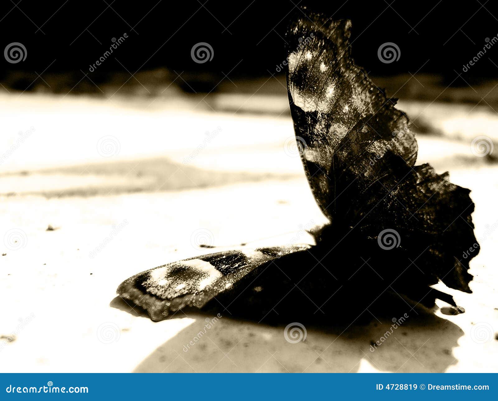 Dead Butterfly stock image. Image of beautiful, wings - 4728819