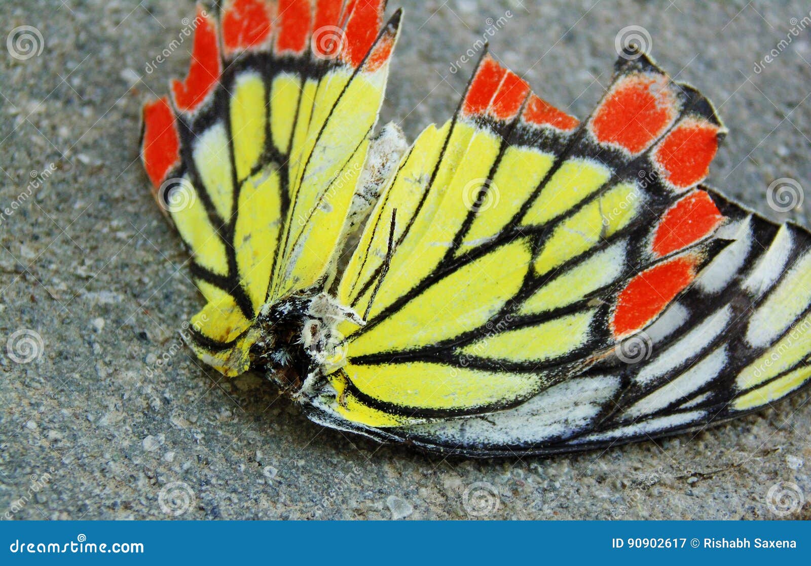 Dead butterfly stock image. Image of destroyed, biology - 90902617