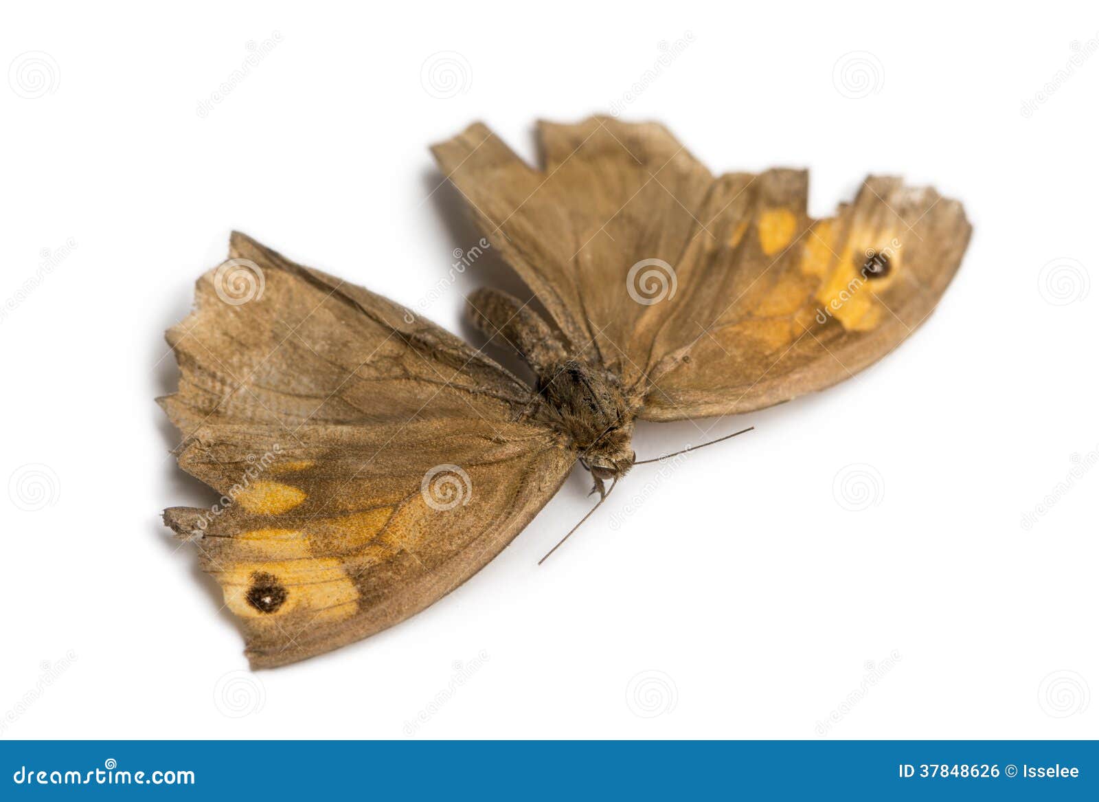 A Dead Butterfly Cocoon Is Hanging On A Leaflet Of A Senna Auriculata ...
