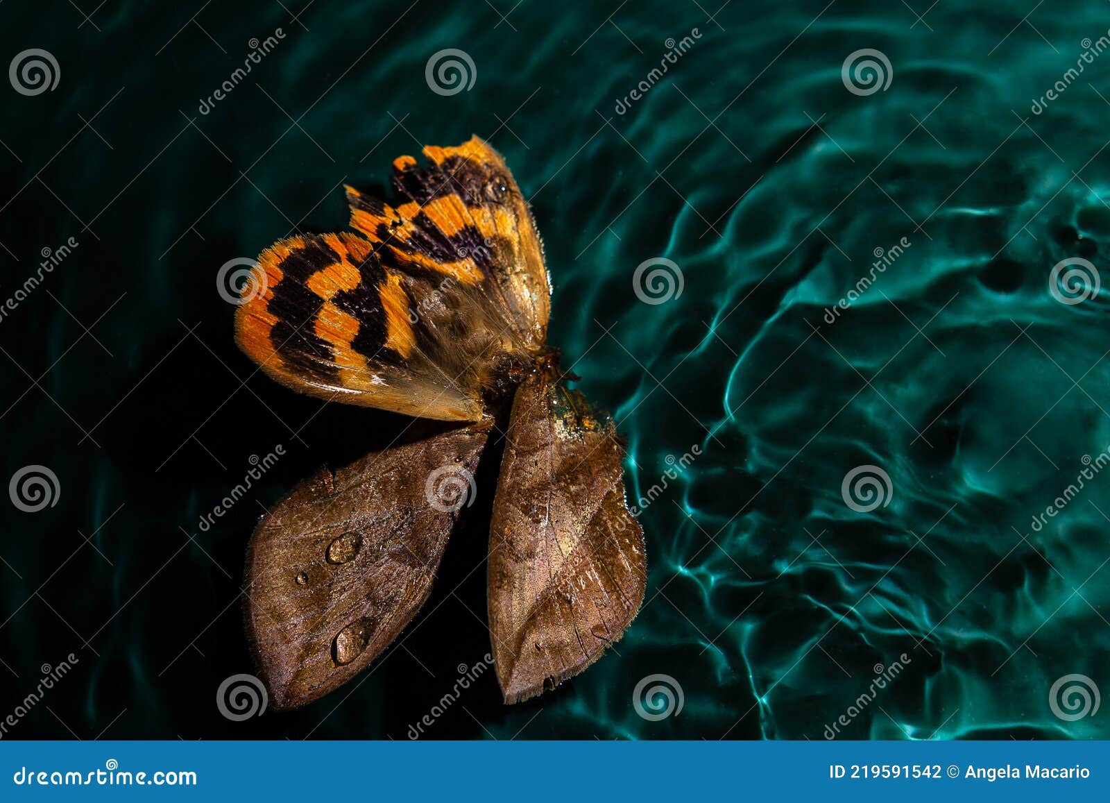 A Dead Butterfly Floating in the Water. Stock Photo - Image of ...