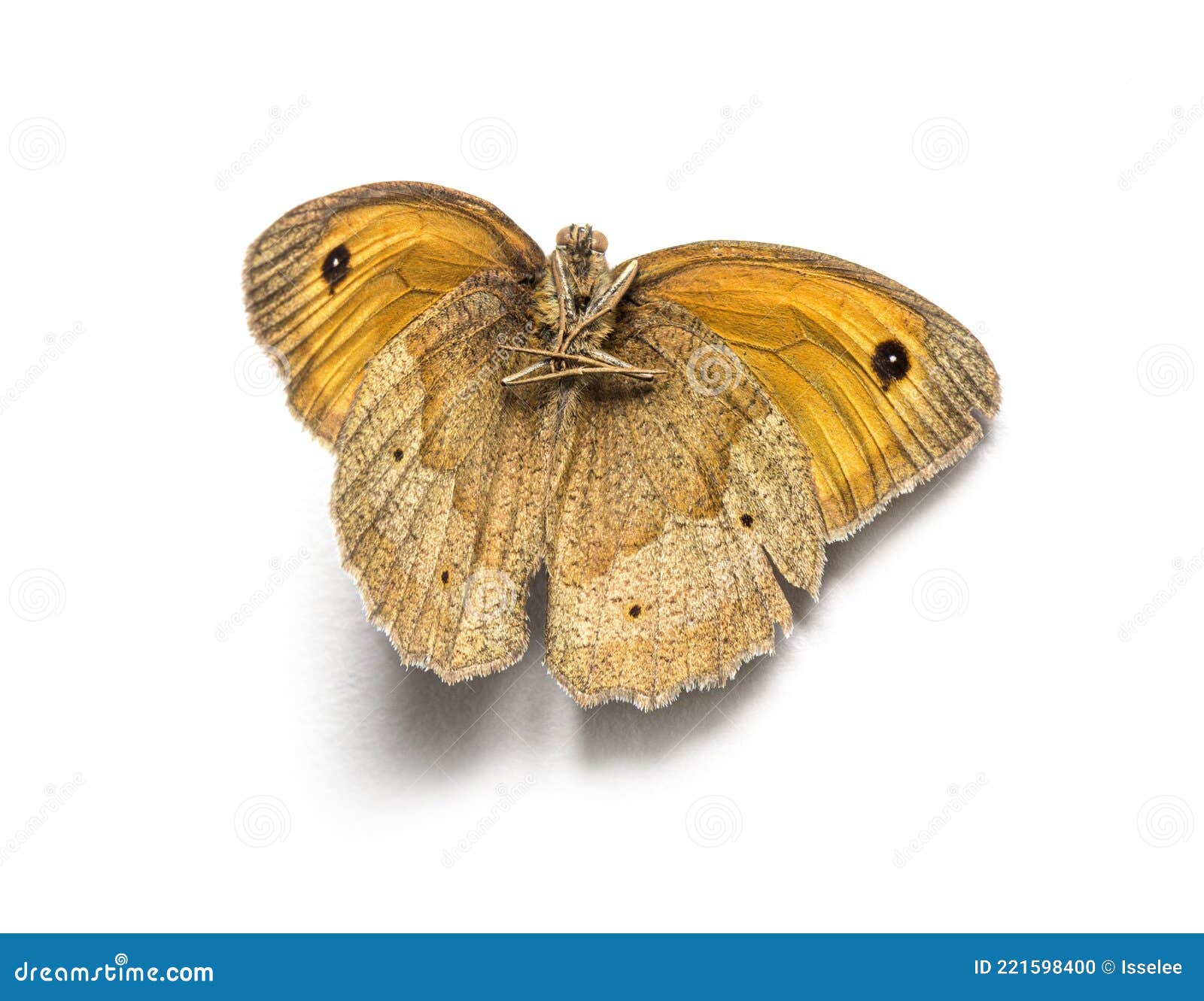 Dead Butterfly in State of Decomposition Stock Photo - Image of white ...