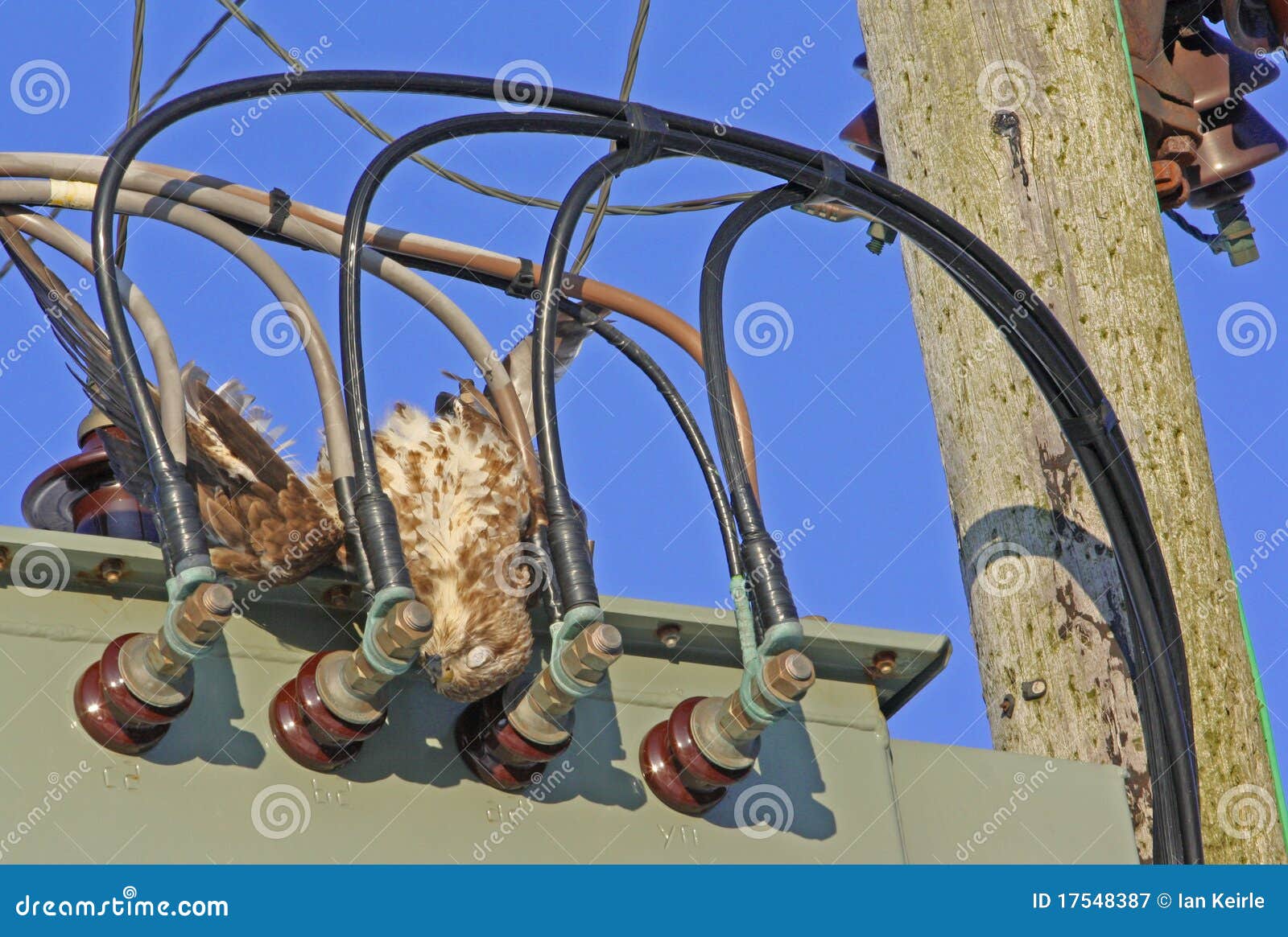 Dead Buzzard Tangled in Power Lines Stock Image - Image of death ...