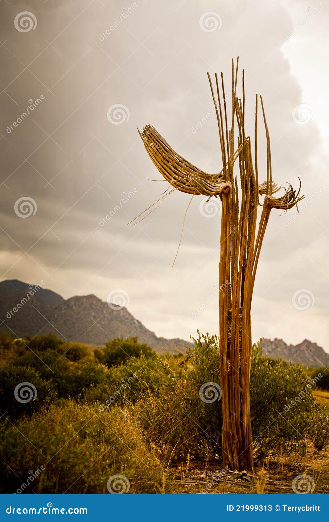 Dead Cactus with Storm Clouds Stock Image - Image of tall, dead: 21999313
