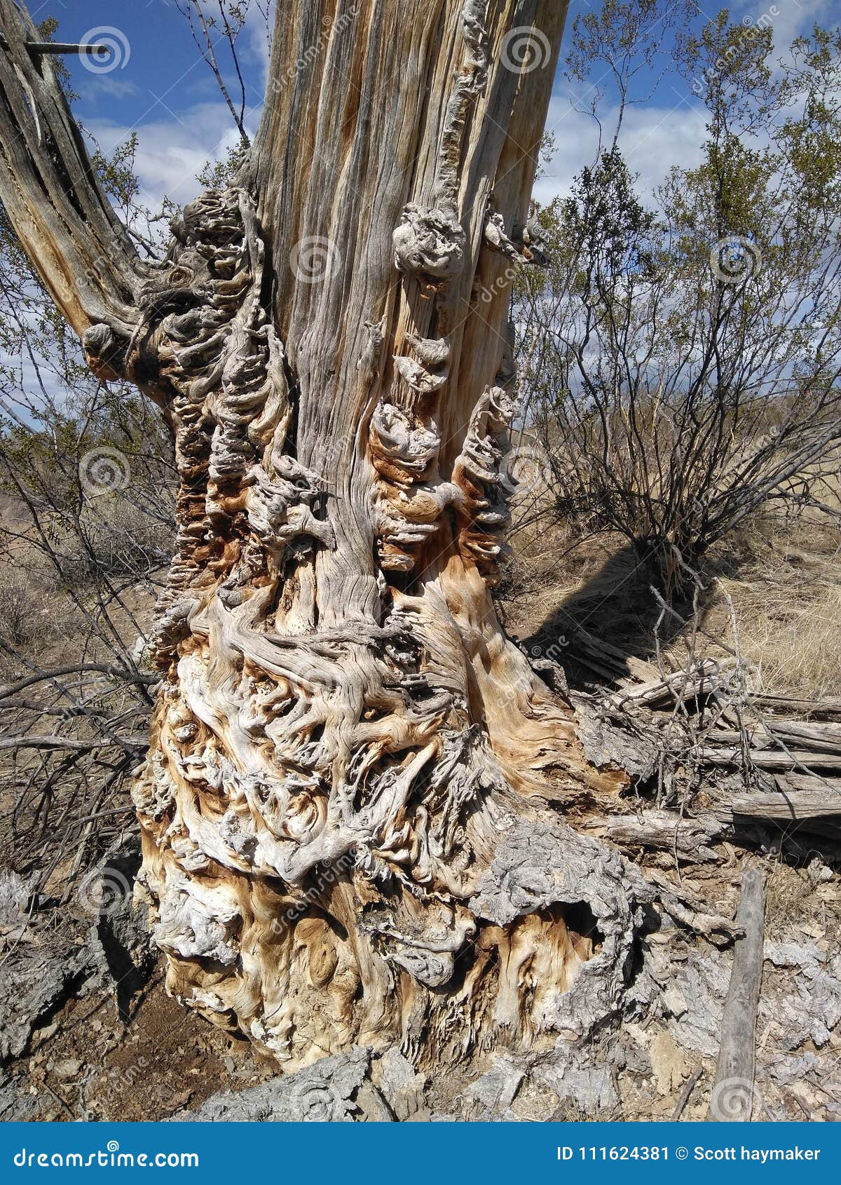Dead cactus stock image. Image of tall, skeleton, rare - 111624381