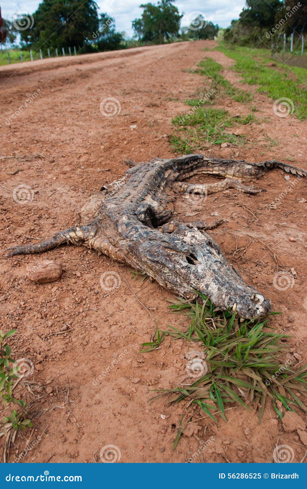 Dead Caiman Skeleton in South Pantanal, Brazil Stock Image - Image of ...