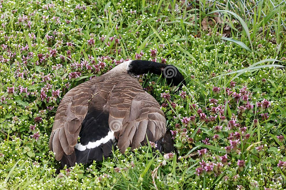 Dead Canada goose stock photo. Image of canada, geese - 92435910