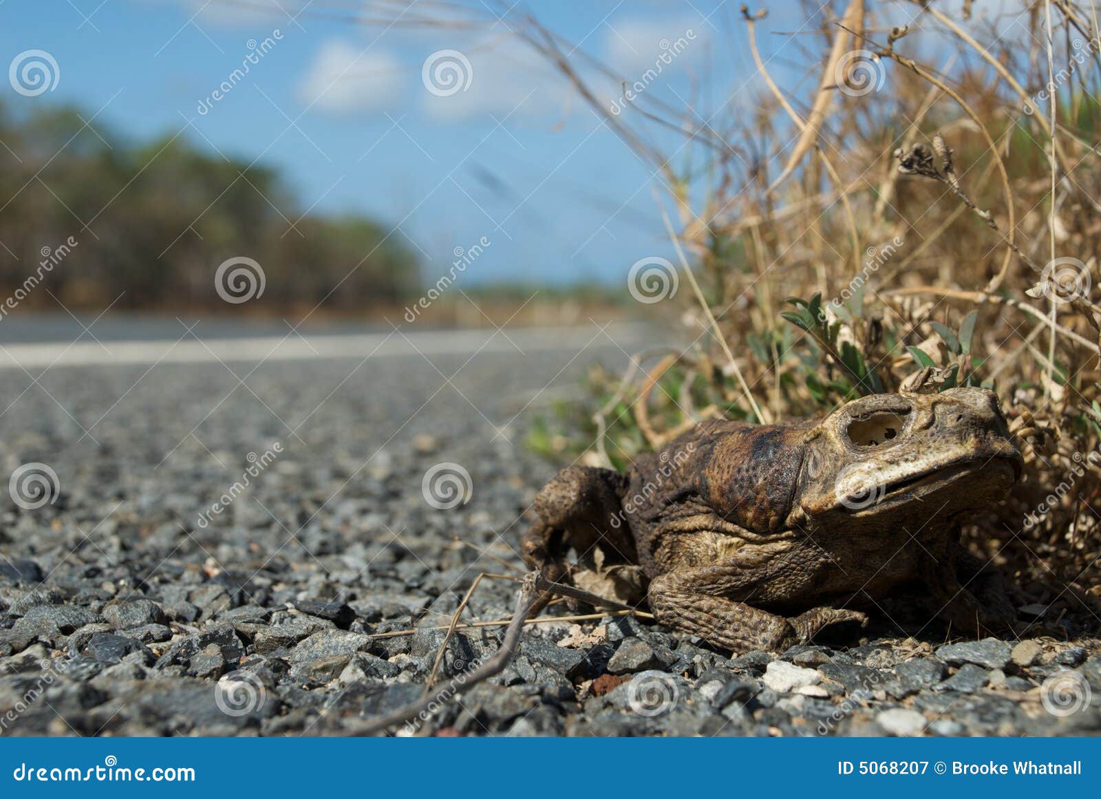 Dead Cane Toad stock image. Image of amphibian, road, species - 5068207