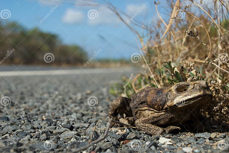 Dead Cane Toad stock image. Image of amphibian, road, species - 5068207