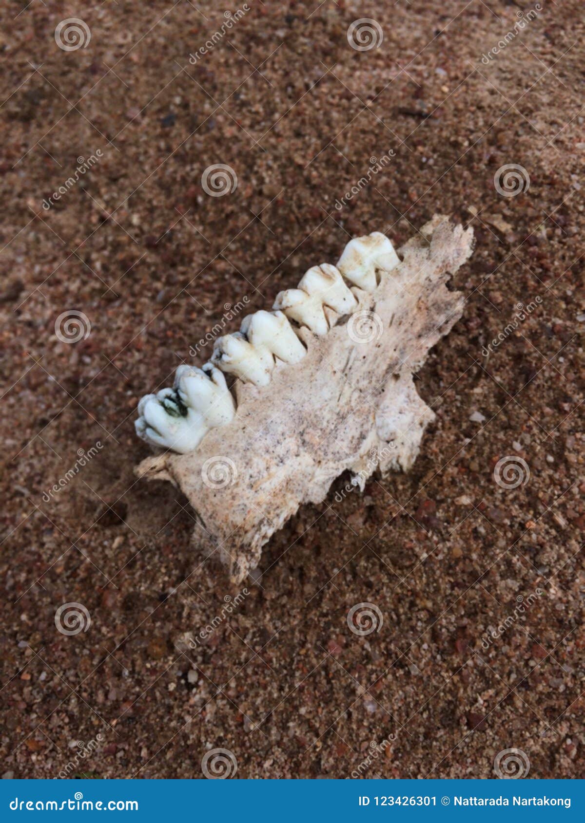 Who& X27;s the Tooth on the Ground Stock Image - Image of tooth ...