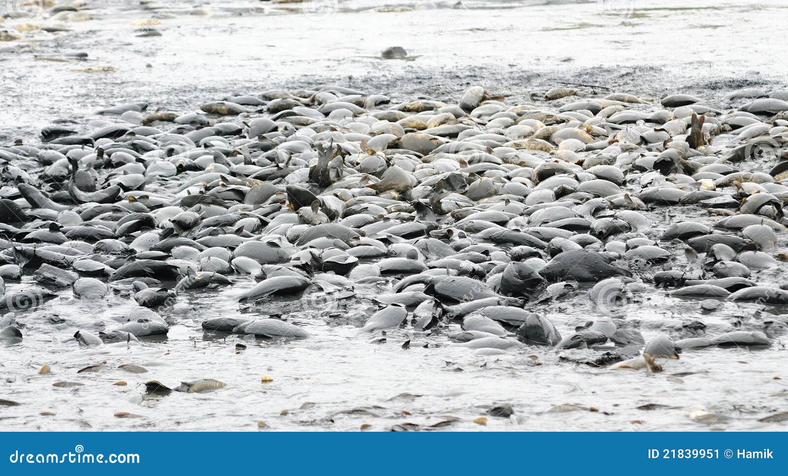 Dead carp stock image. Image of carp, outside, drained - 21839951