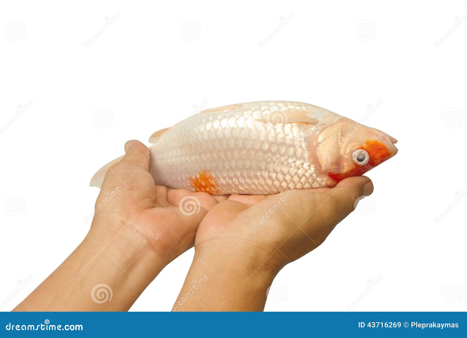Dead Carp Fish, Koi Fish on Hand Stock Image - Image of beauty, dead ...