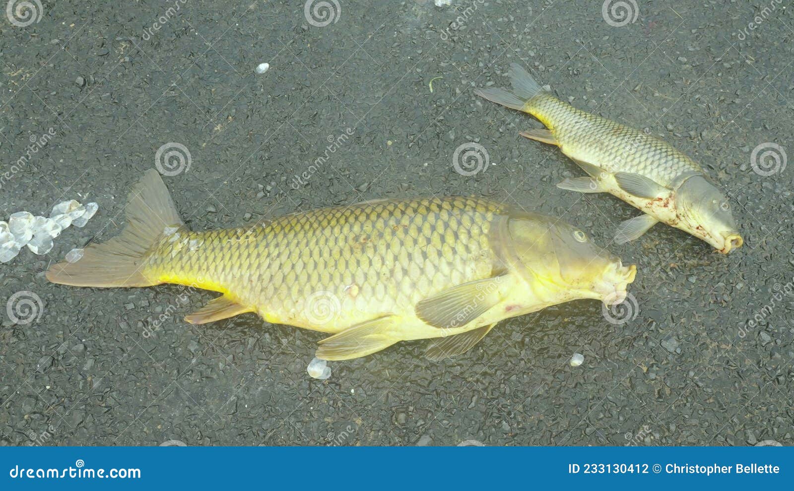 Dead Carp Left on a Road after Nsw Floods Stock Photo - Image of ...