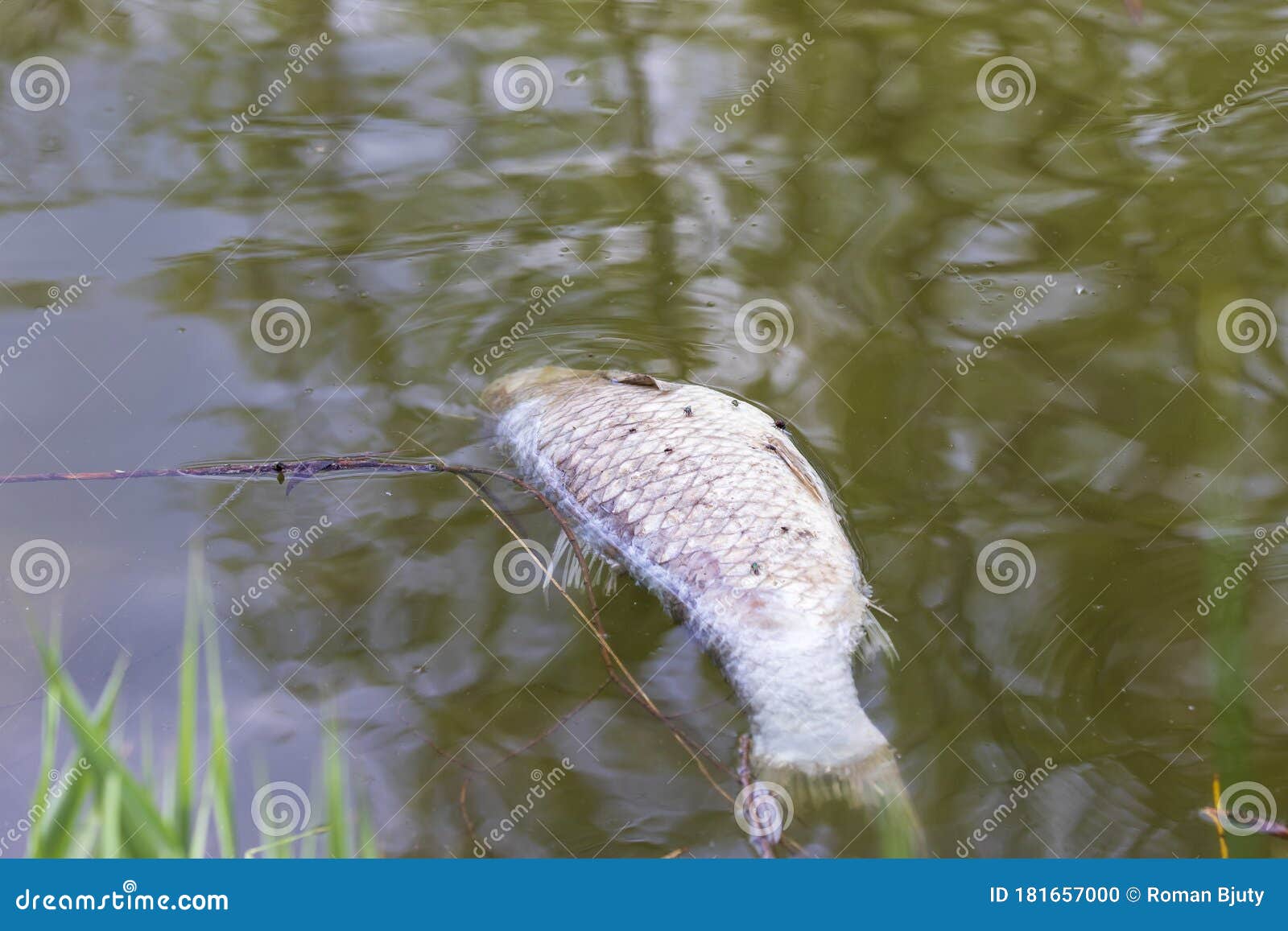 Dead carp in the pond stock photo. Image of meat, control - 181657000