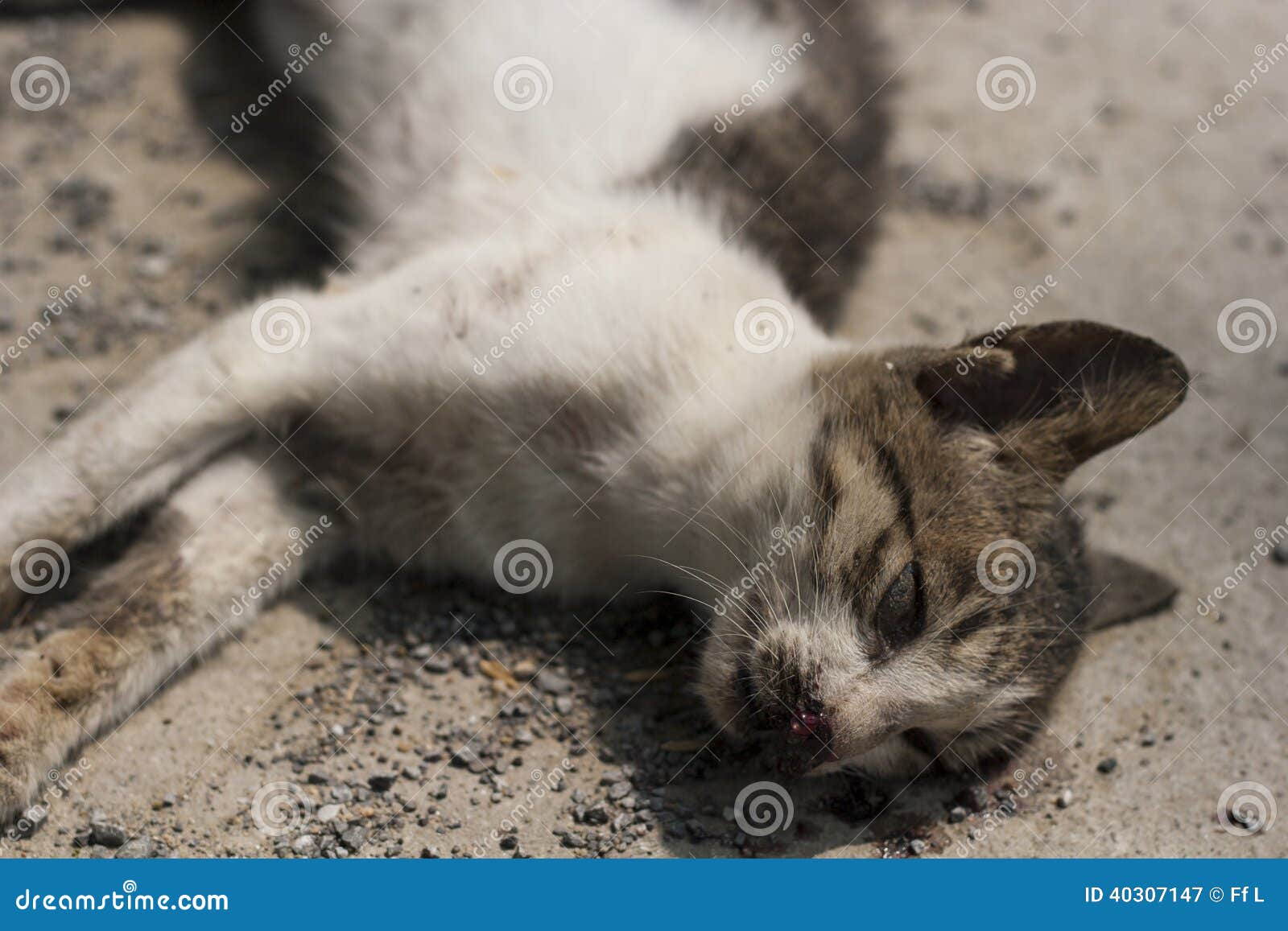 Dead cat stock image. Image of vertebrate, animal, dead - 40307147