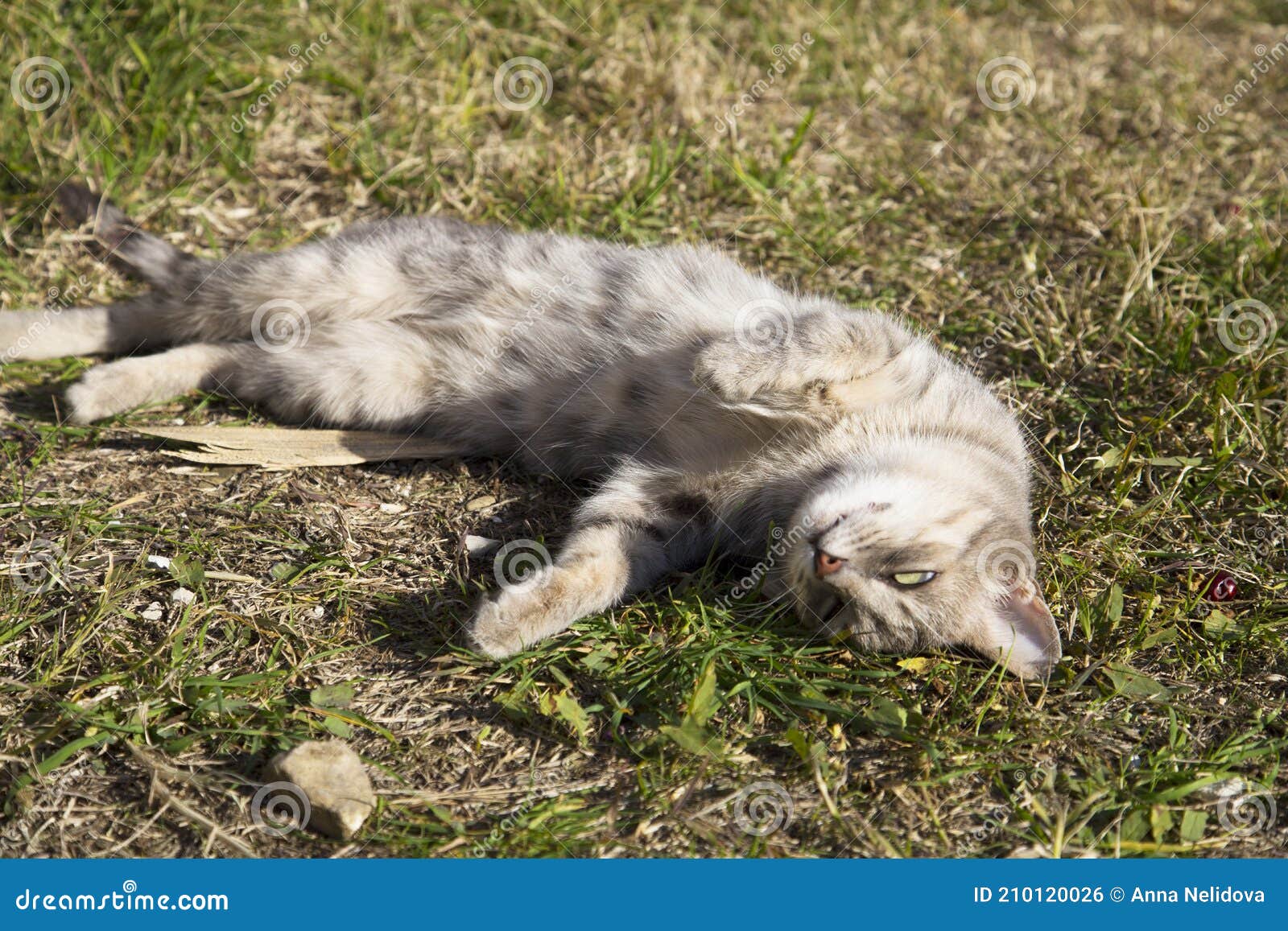 A Dead Cat on the Grass, the Death of Stray Animals Stock Photo - Image ...