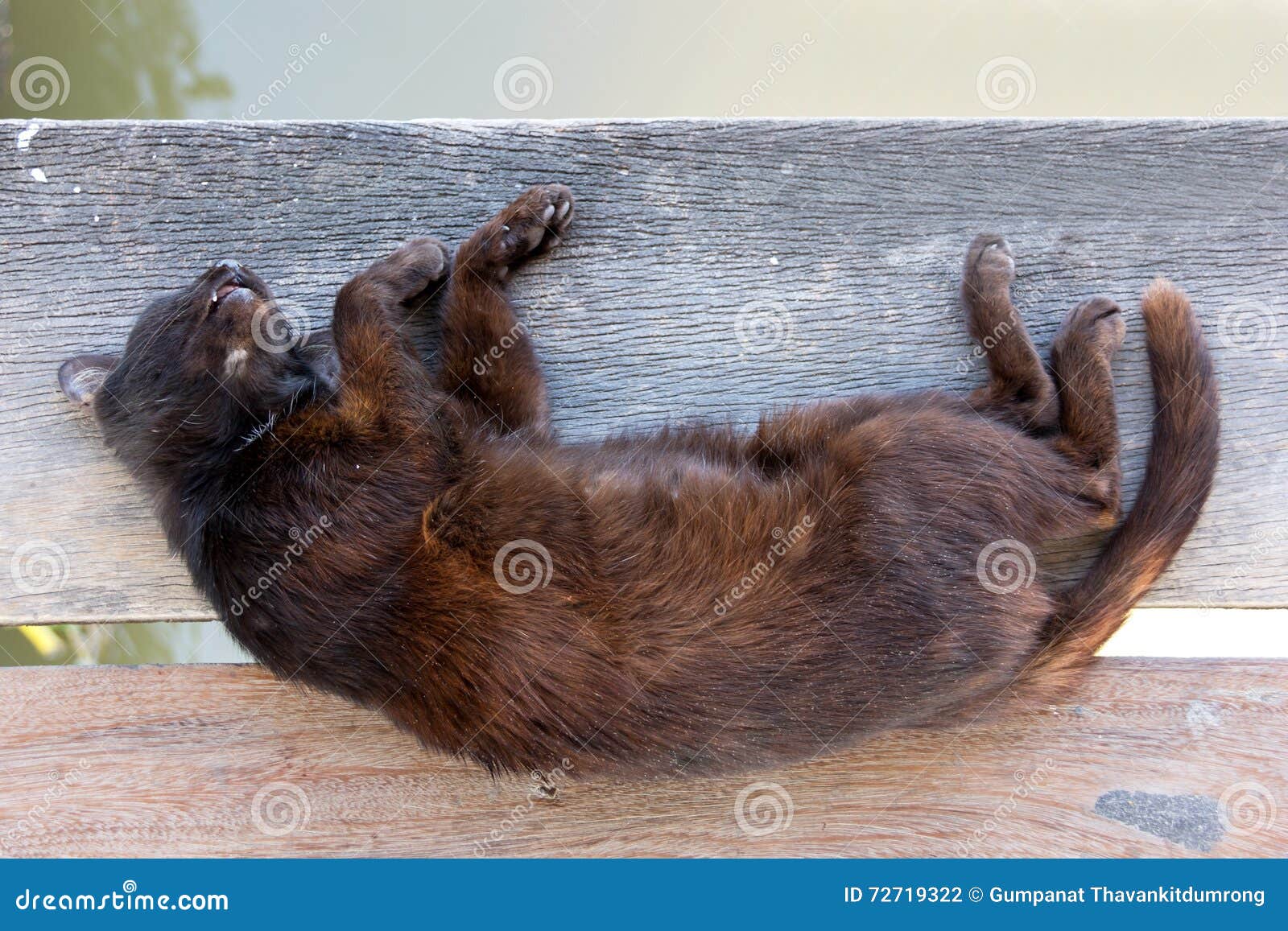 Dead Cat on the Old Wood, Life Concept. Stock Photo - Image of ...